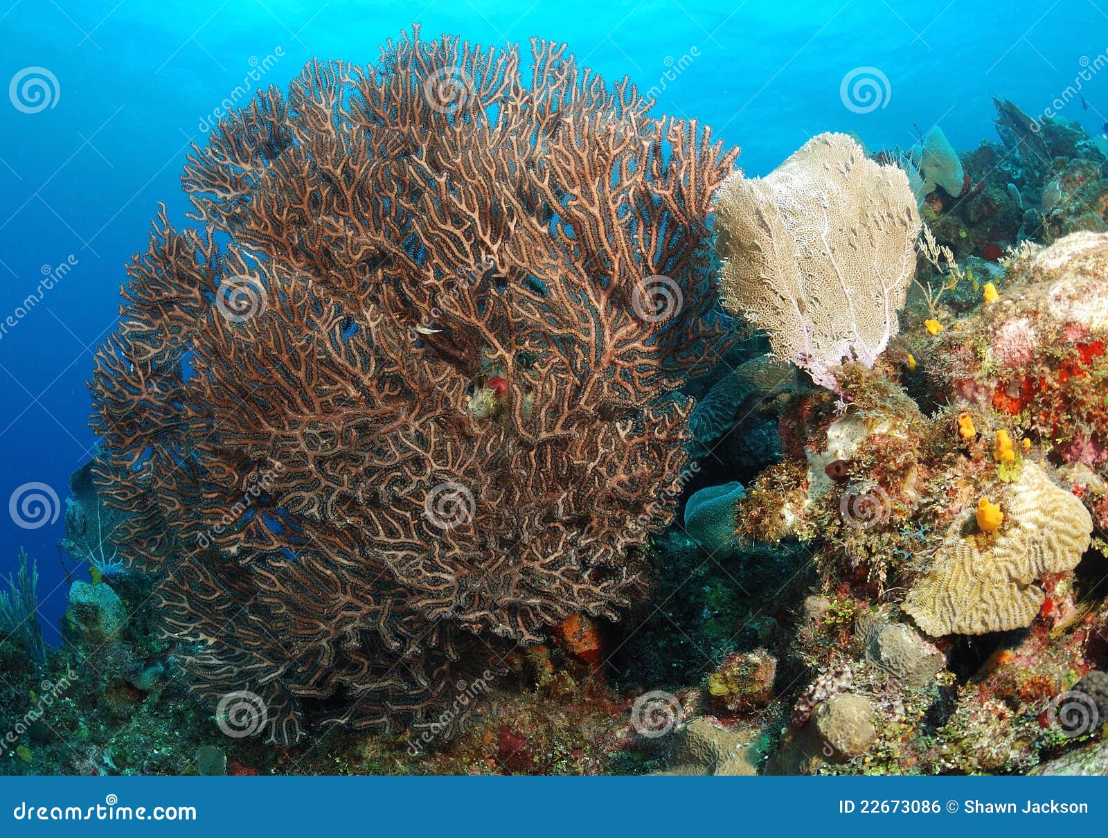 Colorful coral reef stock photo. Image of plants, colourful - 22673086