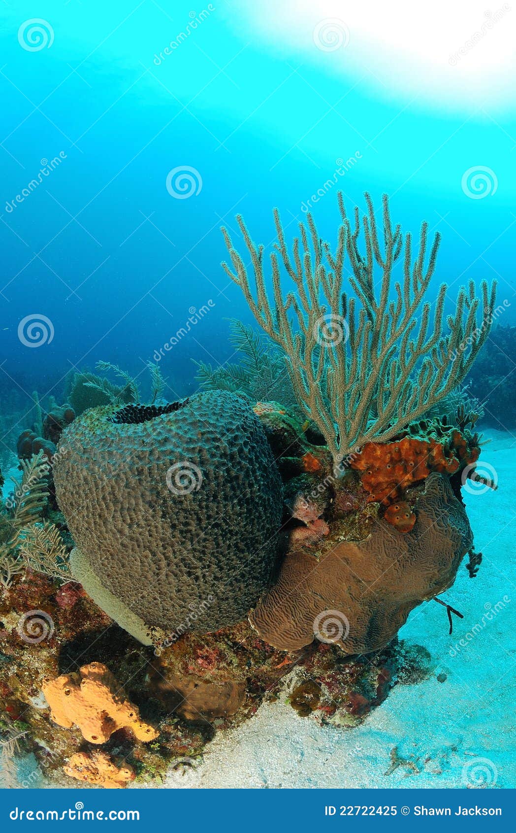Colorful coral reef stock image. Image of tropics, bright - 22722425