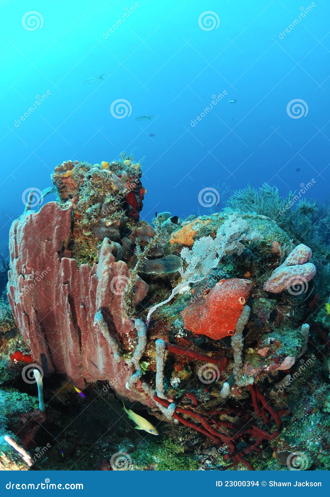 Colorful coral reef stock photo. Image of coral, colours - 23000394