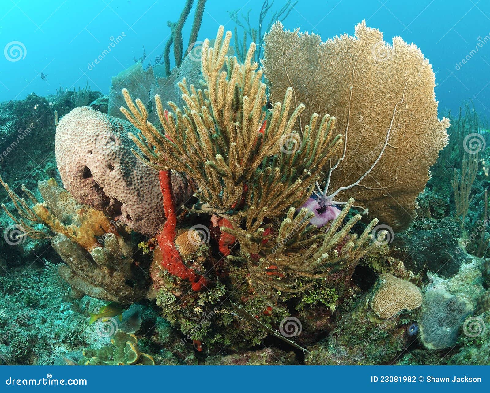 Colorful coral reef stock photo. Image of reef, outside - 23081982