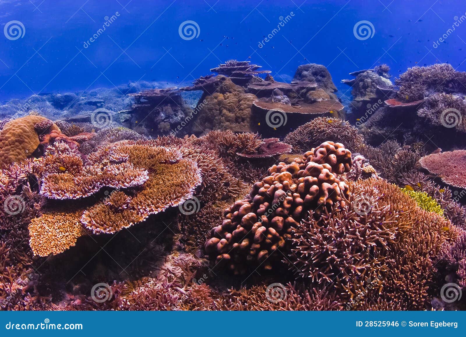 Colorful coral reef stock photo. Image of coral, healthy - 28525946