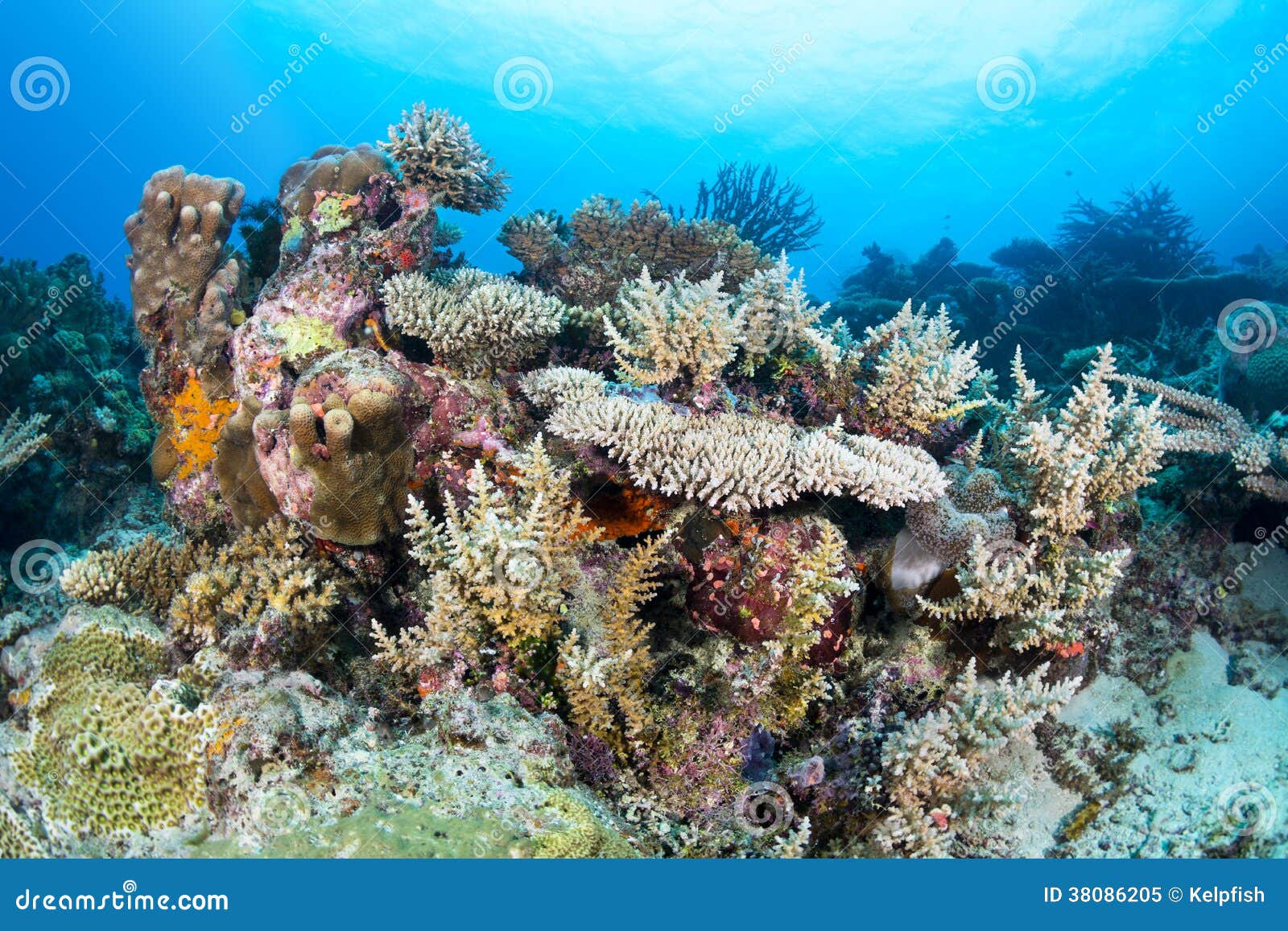 Colorful coral reef stock image. Image of clean, nature - 38086205