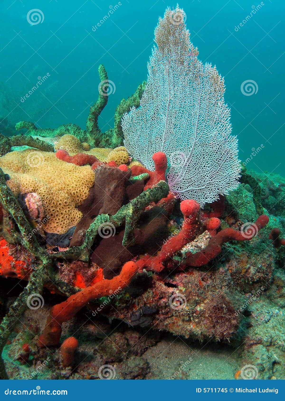Colorful coral reef stock image. Image of underwater, tranquility - 5711745