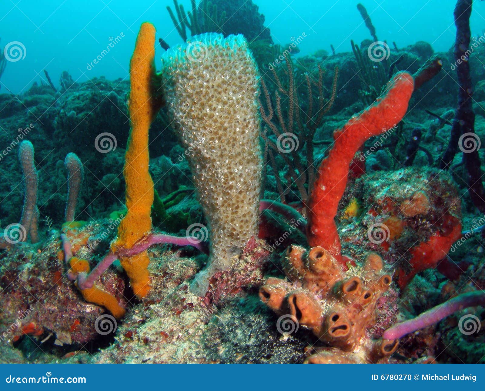 Colorful Coral Reef stock photo. Image of discover, bluestriped - 6780270