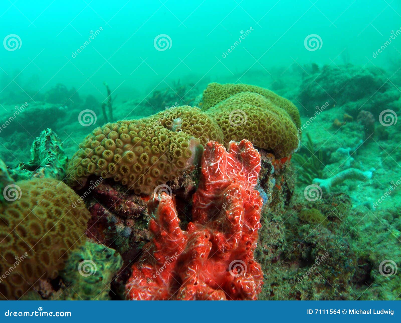 Colorful Coral In Reef Aquarium Tank Royalty-Free Stock Photography ...