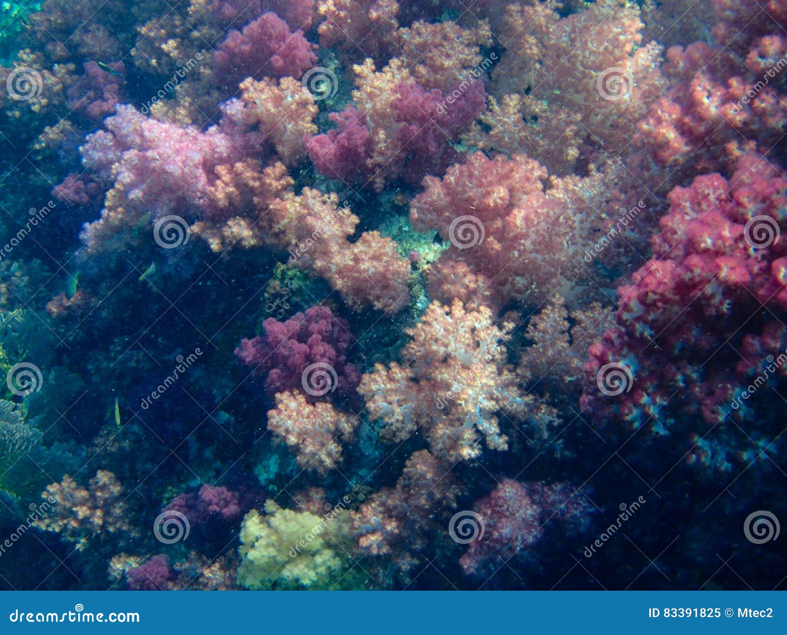 Colorful coral reef stock image. Image of panoramic, coral - 83391825