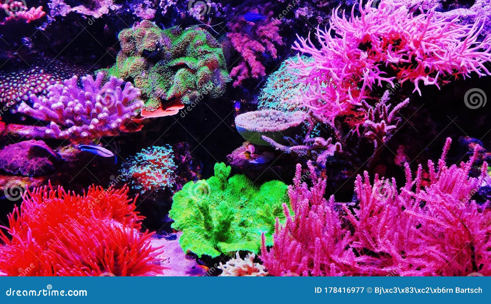 Colorful Coral Reef, the Beauty of Nature Stock Image - Image of ...