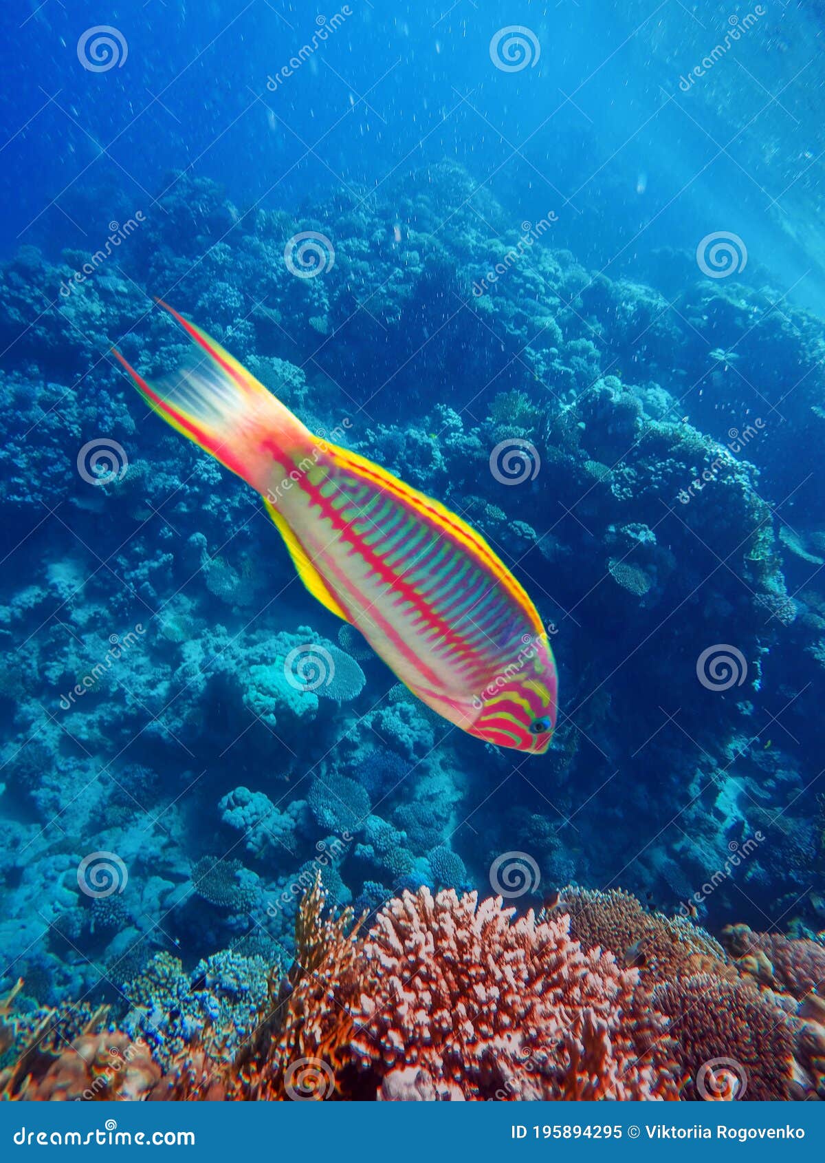 Colorful Coral Reef and Bright Fish Stock Image - Image of fish ...