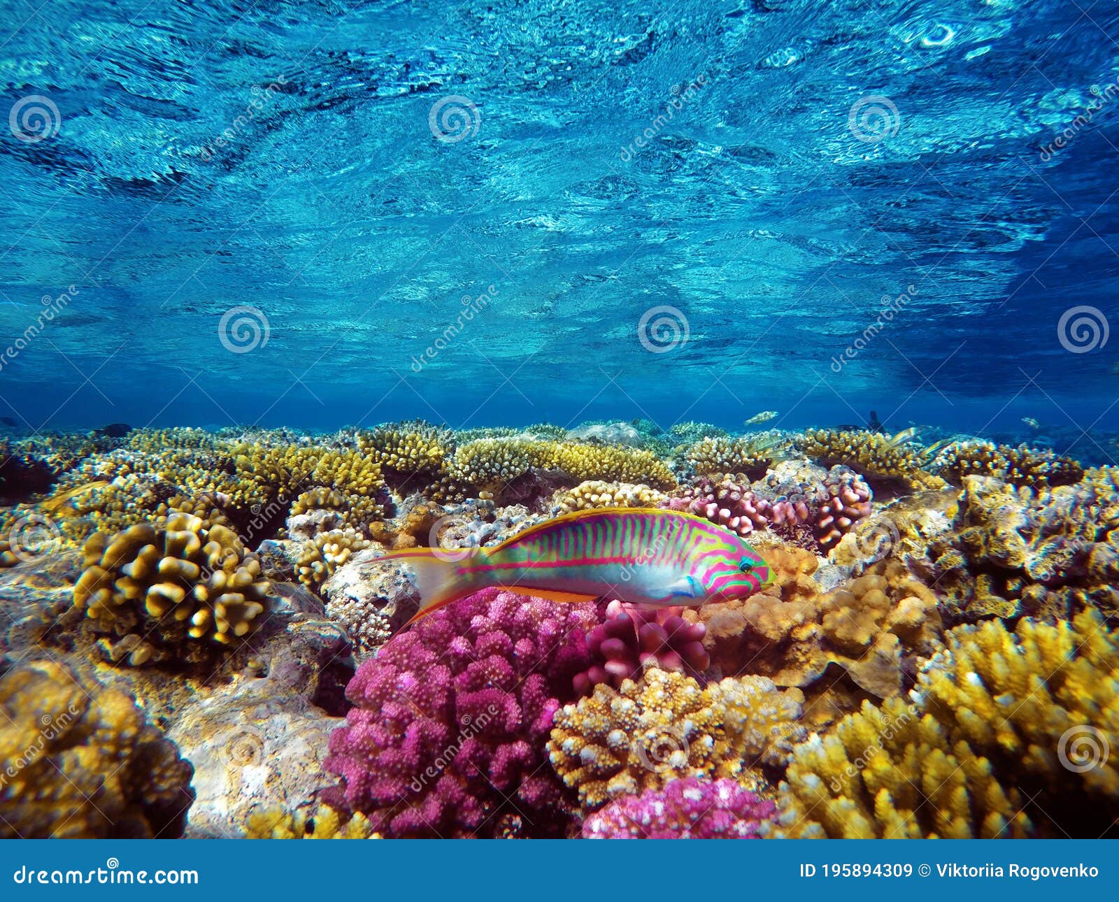 Colorful Coral Reef and Bright Fish Stock Image - Image of exotic ...
