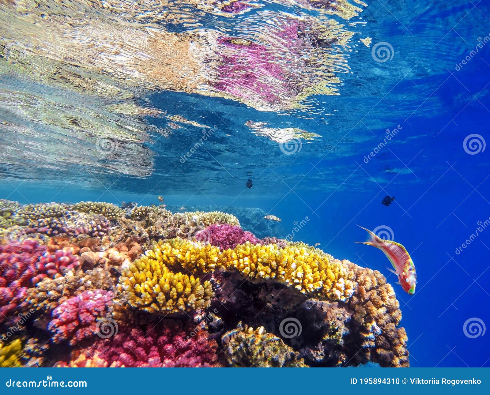 Colorful Coral Reef and Bright Fish Stock Photo - Image of anemone ...