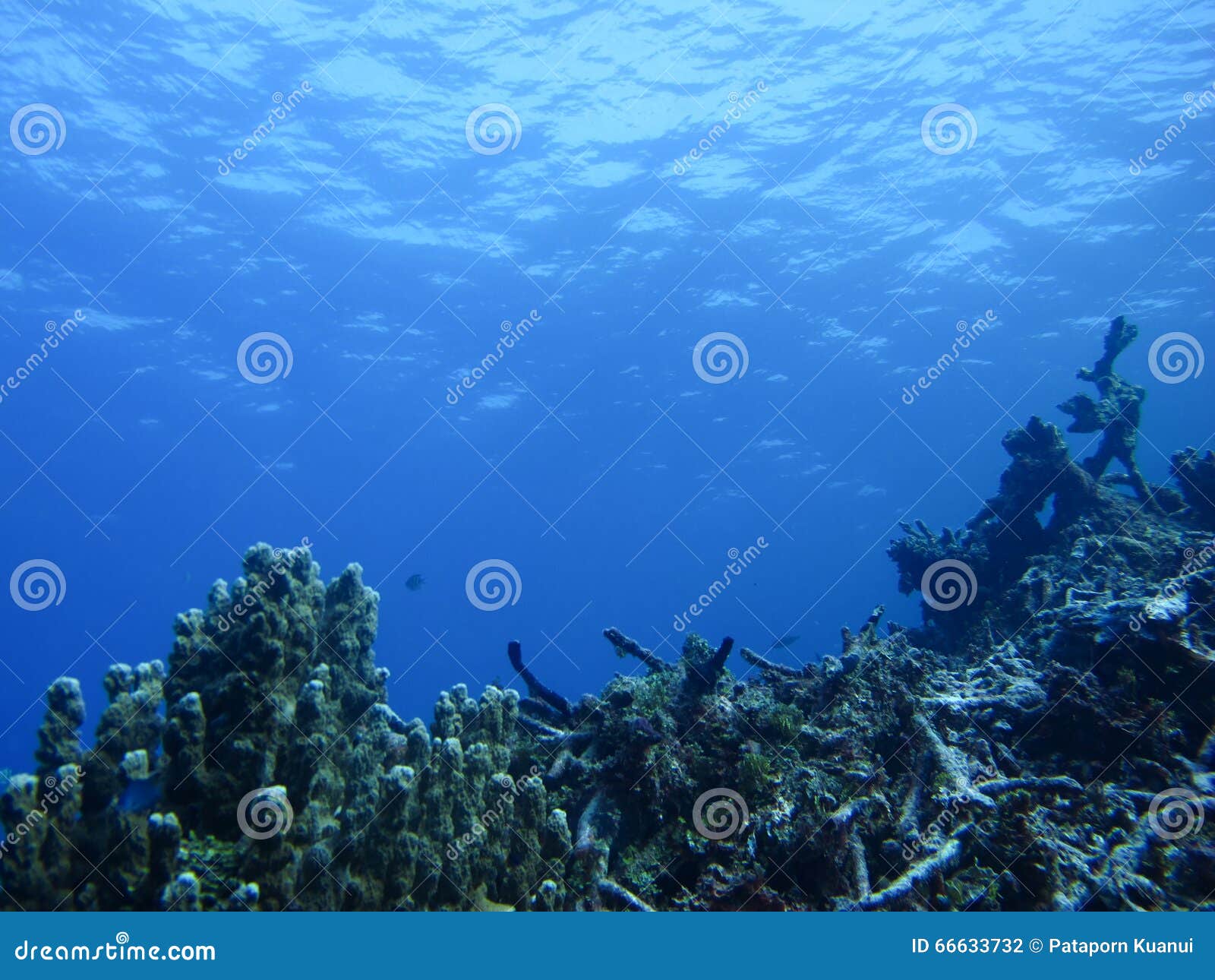 Colorful of Coral Reef in Deep Blue Sea Stock Photo - Image of scuba ...