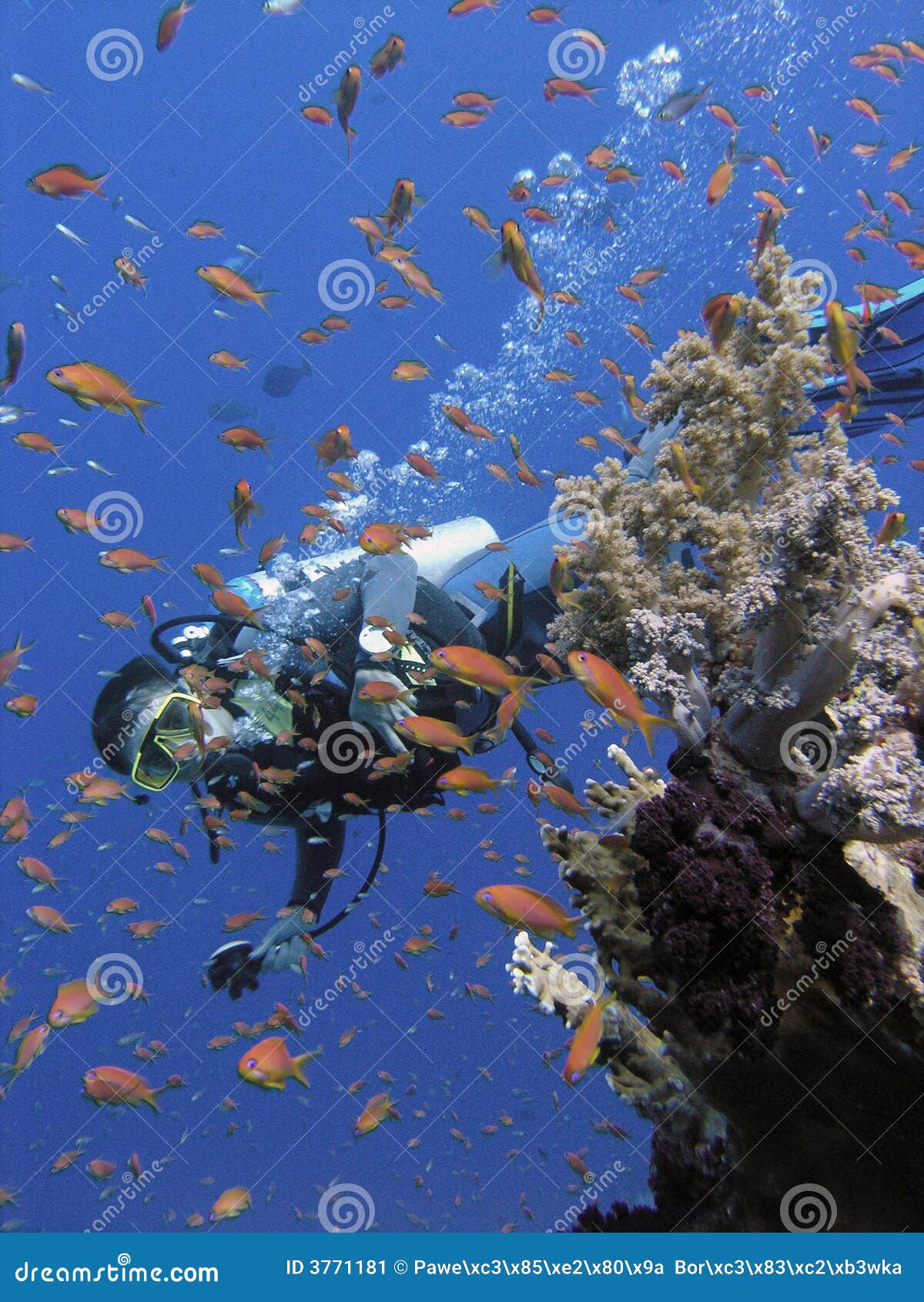 Colorful Coral Reef and Diver Stock Image - Image of nature, anthias ...
