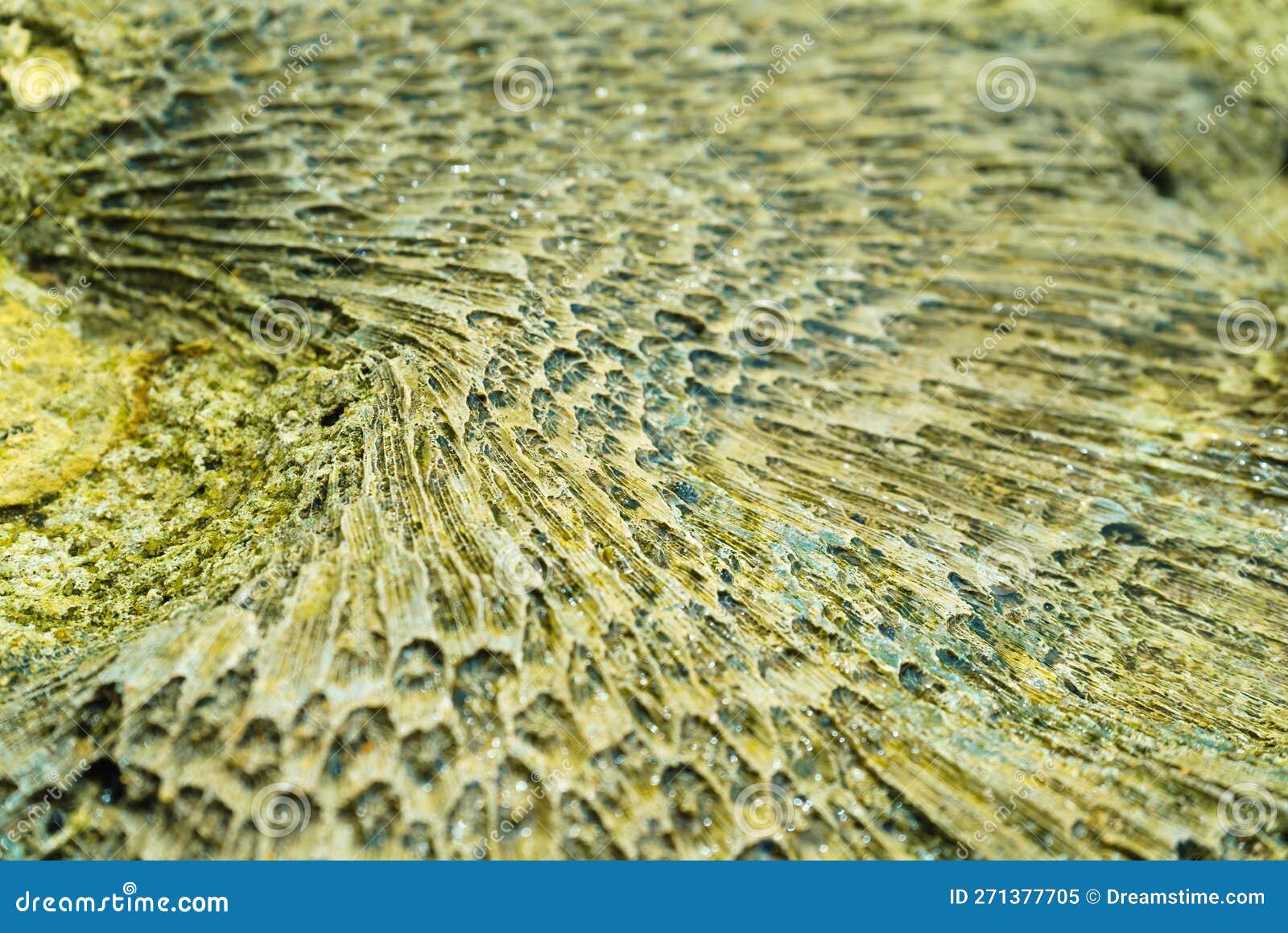 Colorful Coral Texture Close Up As Background Stock Image - Image of ...