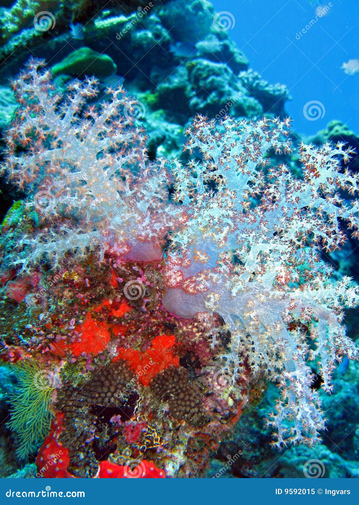 Colorful corals stock image. Image of aquatic, life, exotic - 9592015