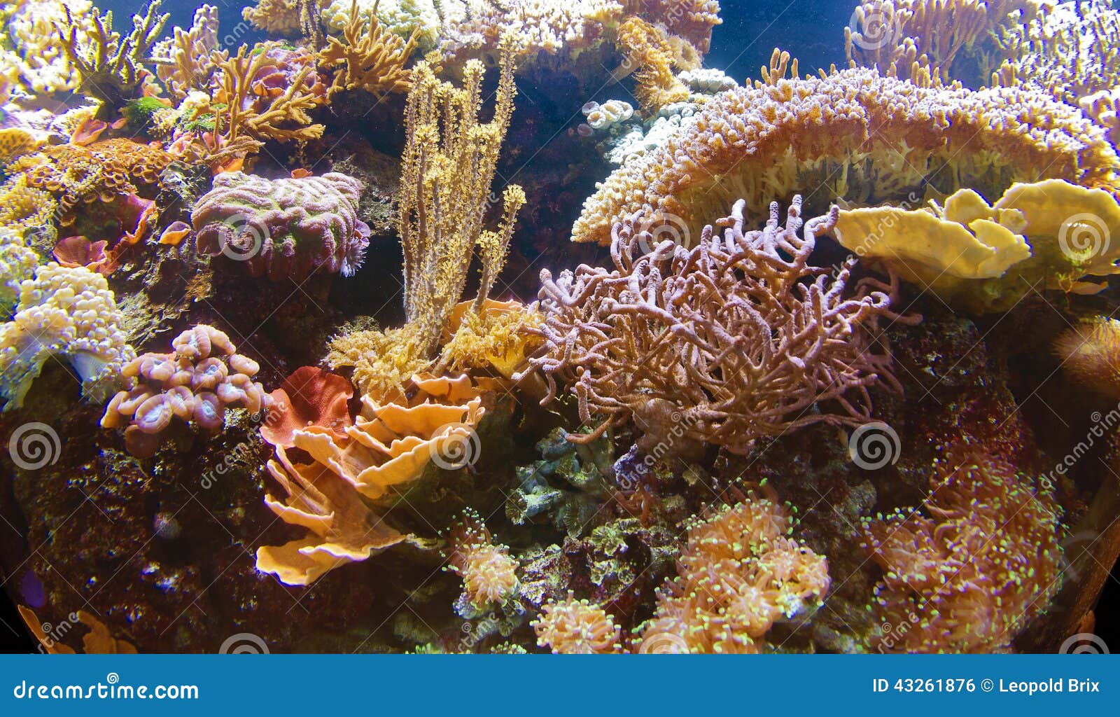 Colorful Corals at an Aquarium Stock Photo - Image of reef, coral: 43261876