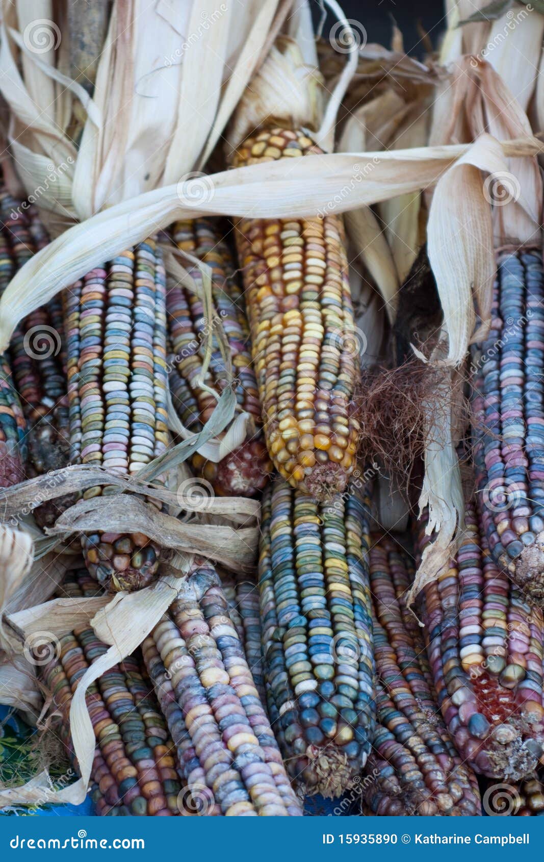 Colorful Corn stock photo. Image of sell, farmers, husk - 15935890