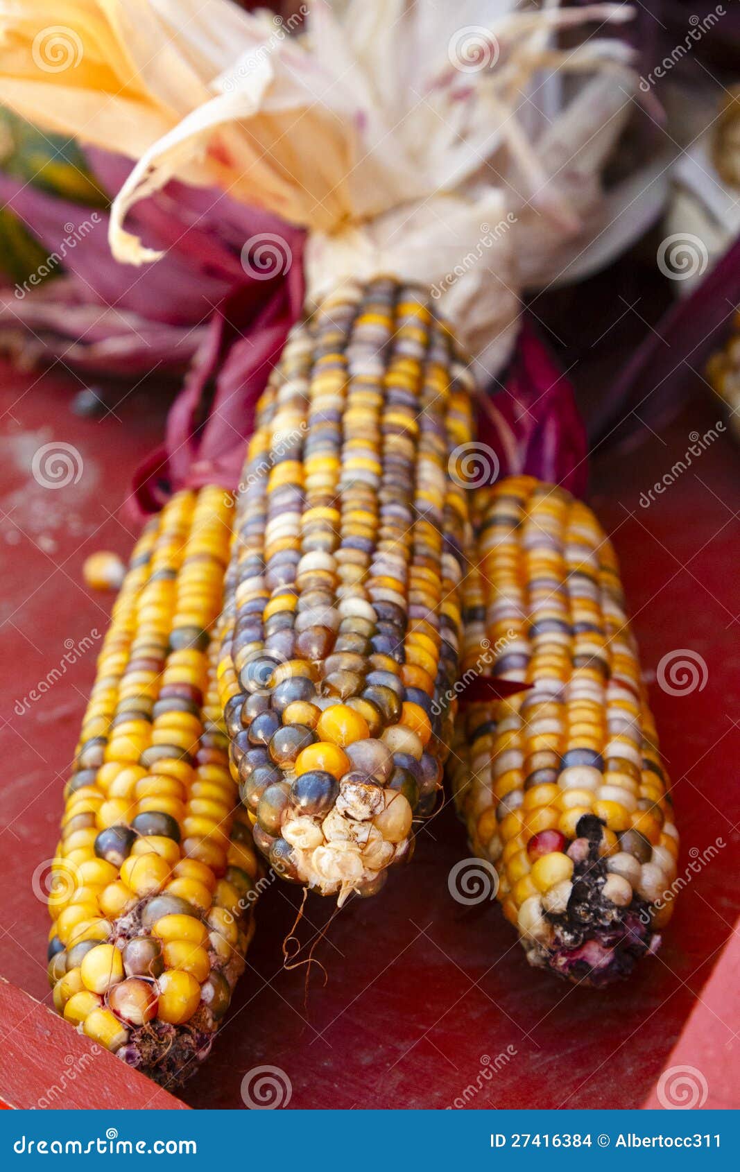 Colorful corn stock photo. Image of edible, dinner, autumn - 27416384