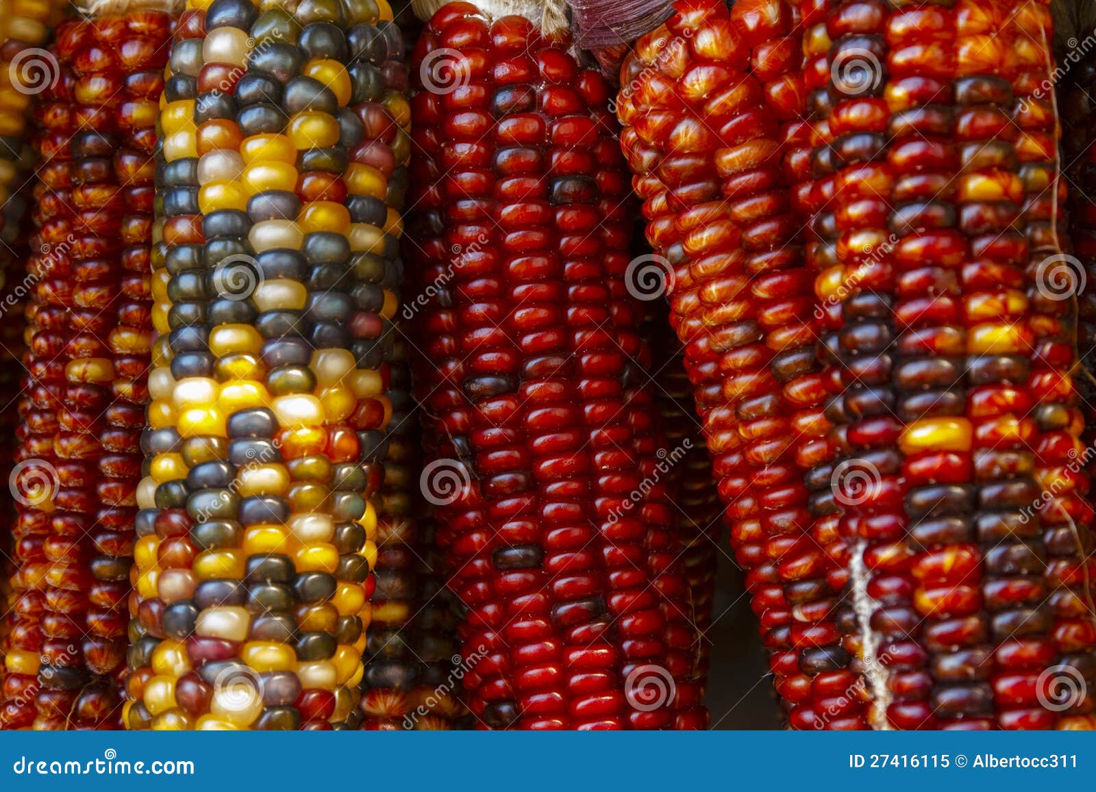 Colorful corn cobs stock image. Image of october, food - 27416115