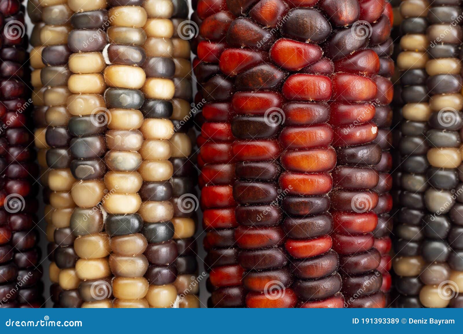 Colorful Corn Cobs on White Ground Stock Image - Image of corn ...
