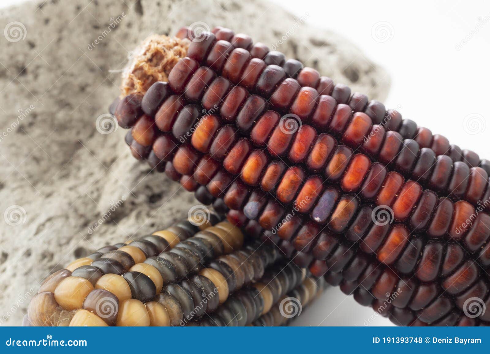 Colorful Corn Cobs on White Ground Stock Photo - Image of natural ...