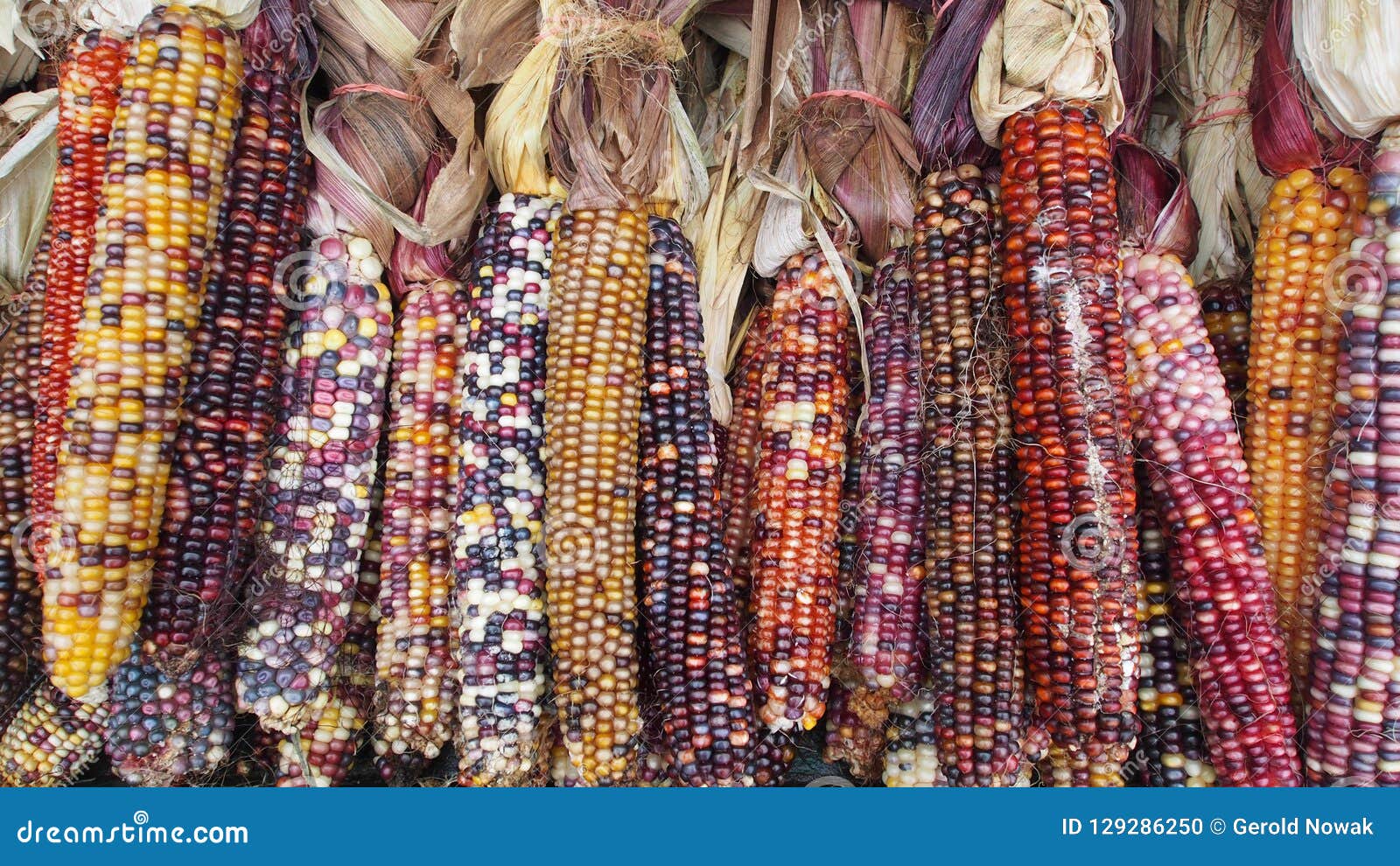 Colorful corn of a farm stock photo. Image of markets - 129286250