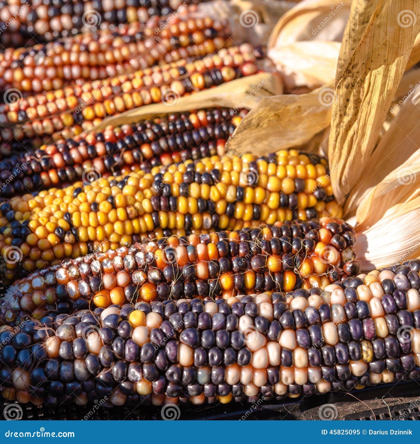 Colorful corn stock image. Image of fall, colorful, home - 45825095