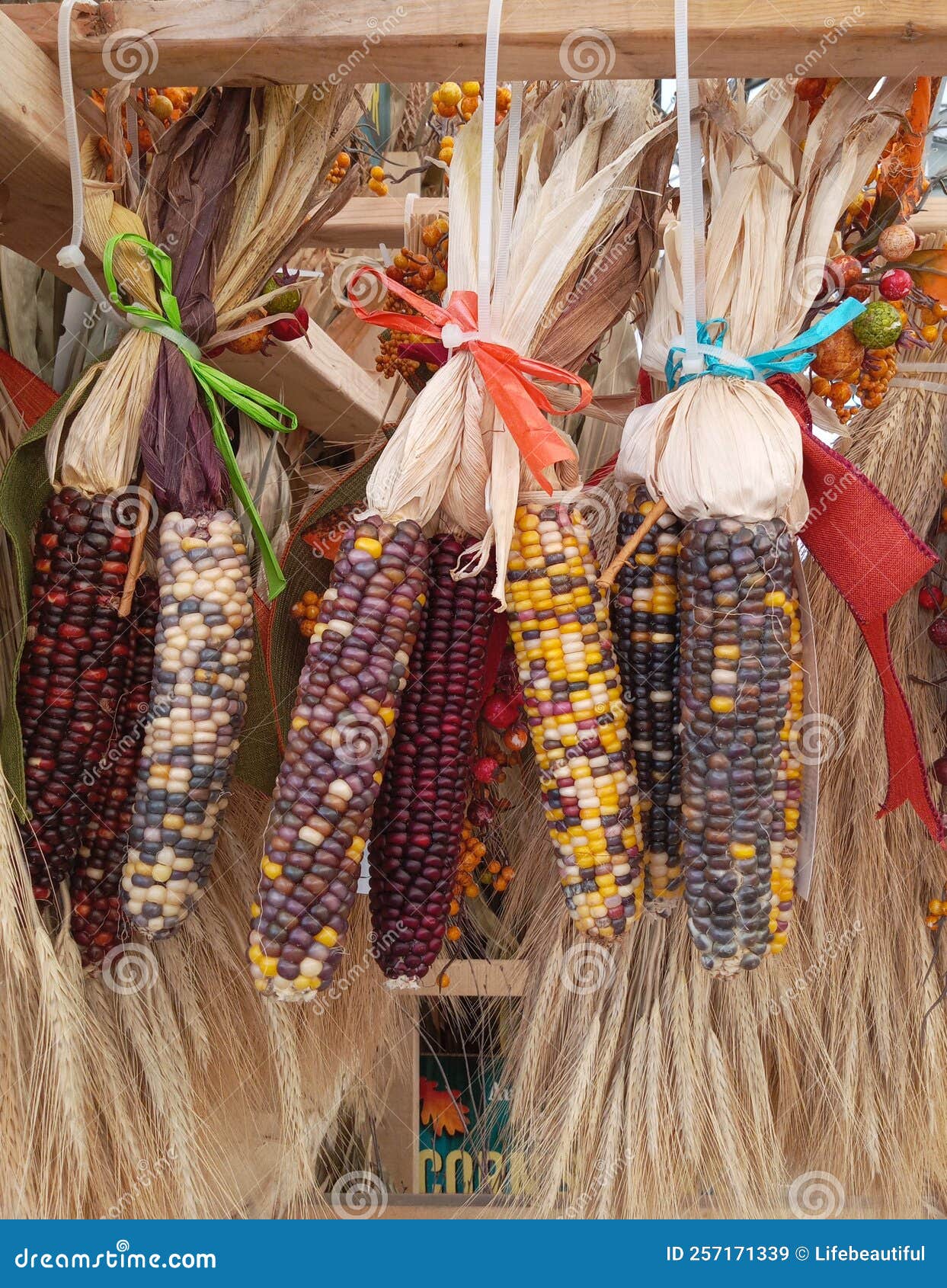 Colorful corn stock image. Image of market, colorful - 257171339