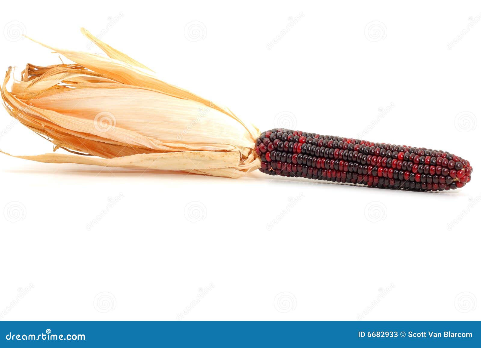 Colorful Corn Isolated on White Stock Image - Image of fall, maroon ...