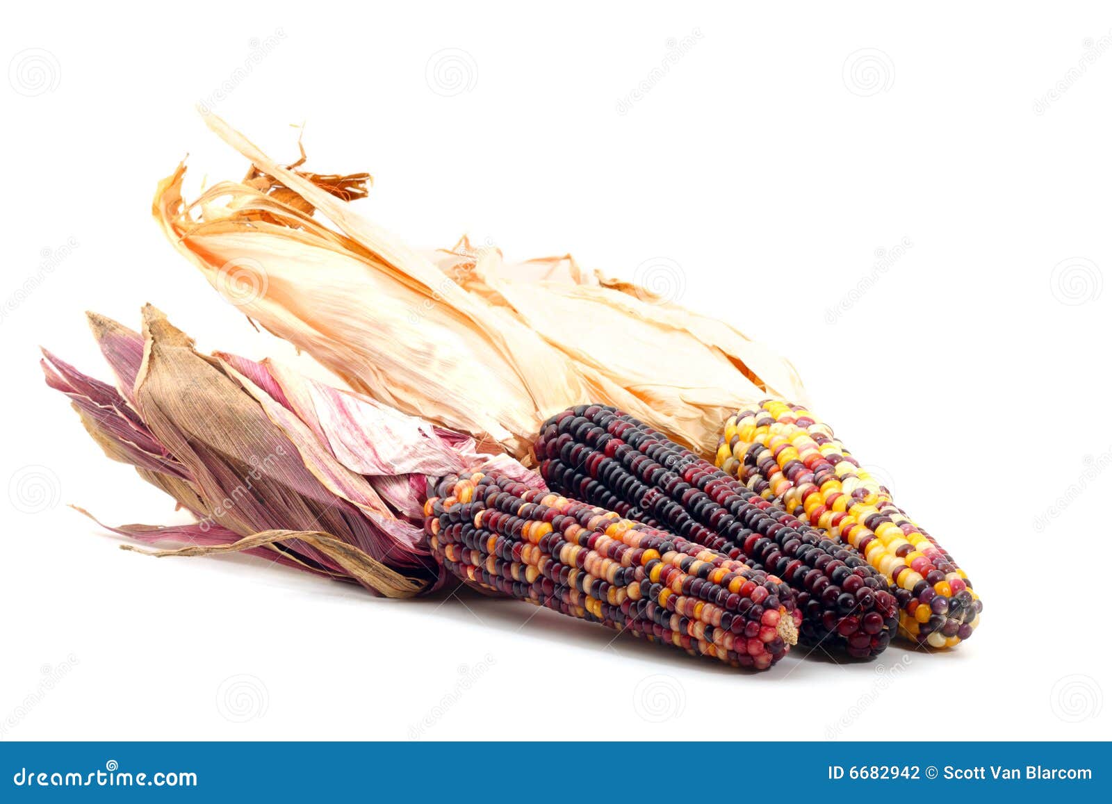 Colorful Corn Isolated on White Stock Photo - Image of nutrition ...