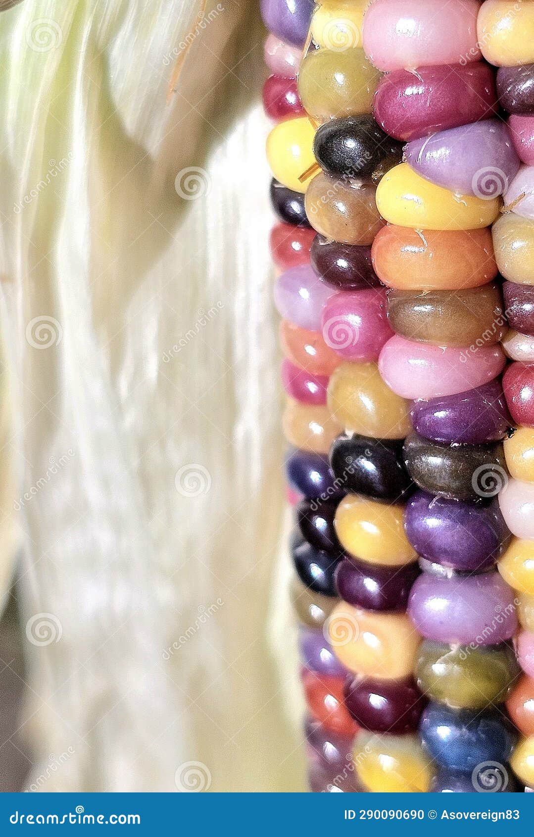 Colorful Corn Kernels on an Ear of Corn Stock Photo - Image of kernels ...
