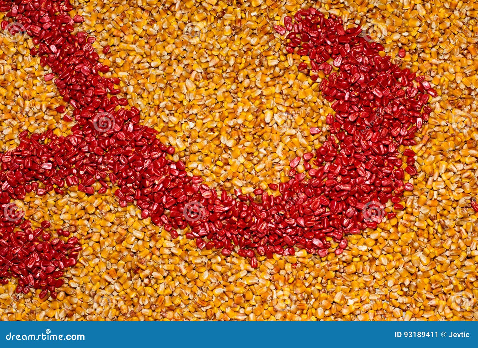 Colorful corn seeds stock image. Image of maize, sowing - 93189411