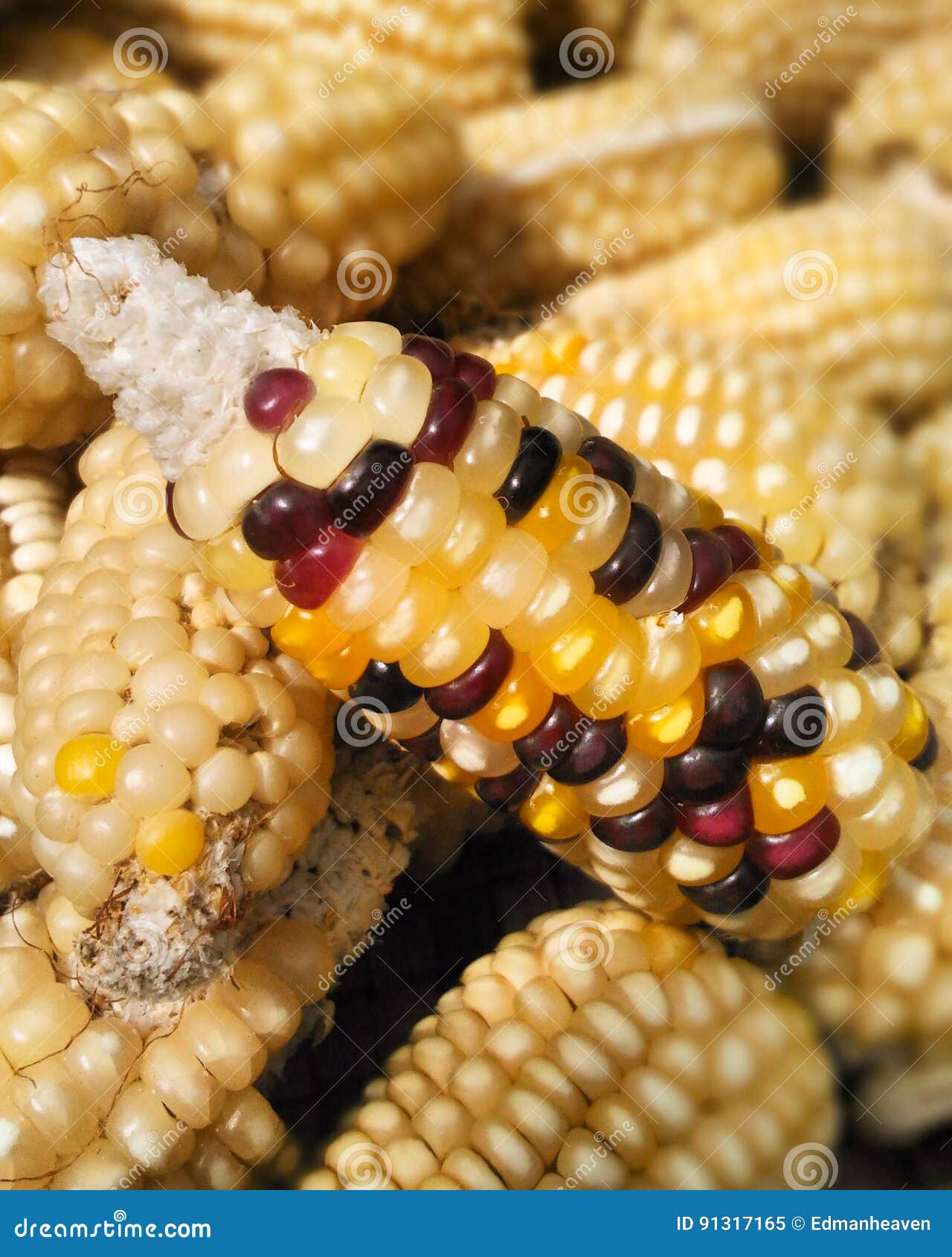 Colorful corn stock image. Image of corn, colorful, unique - 91317165
