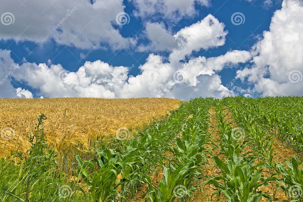 Colorful Corn and Wheat Fields in Spring Stock Image - Image of ...