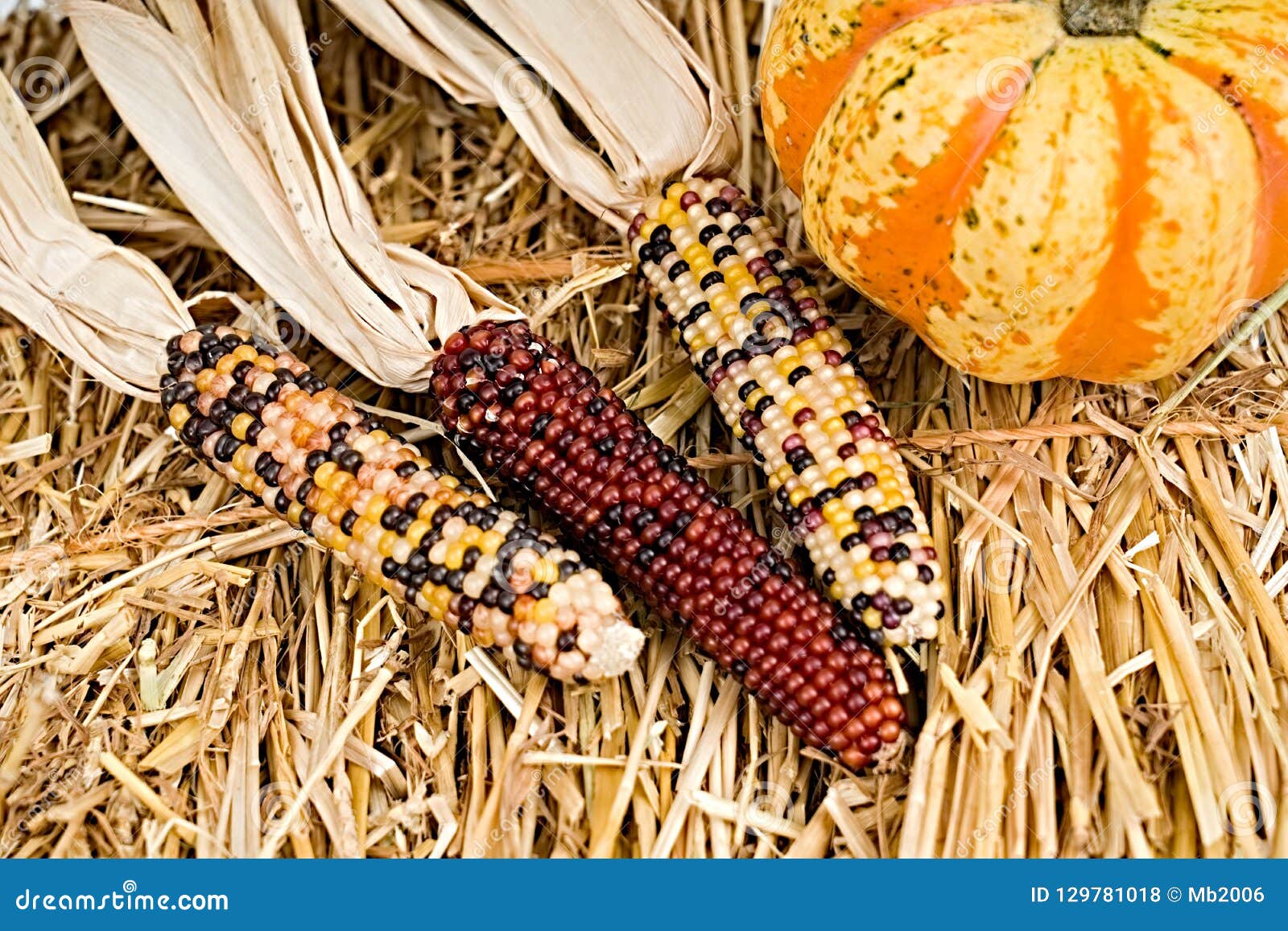 Colorful Corn on White Background Stock Photo - Image of holiday ...