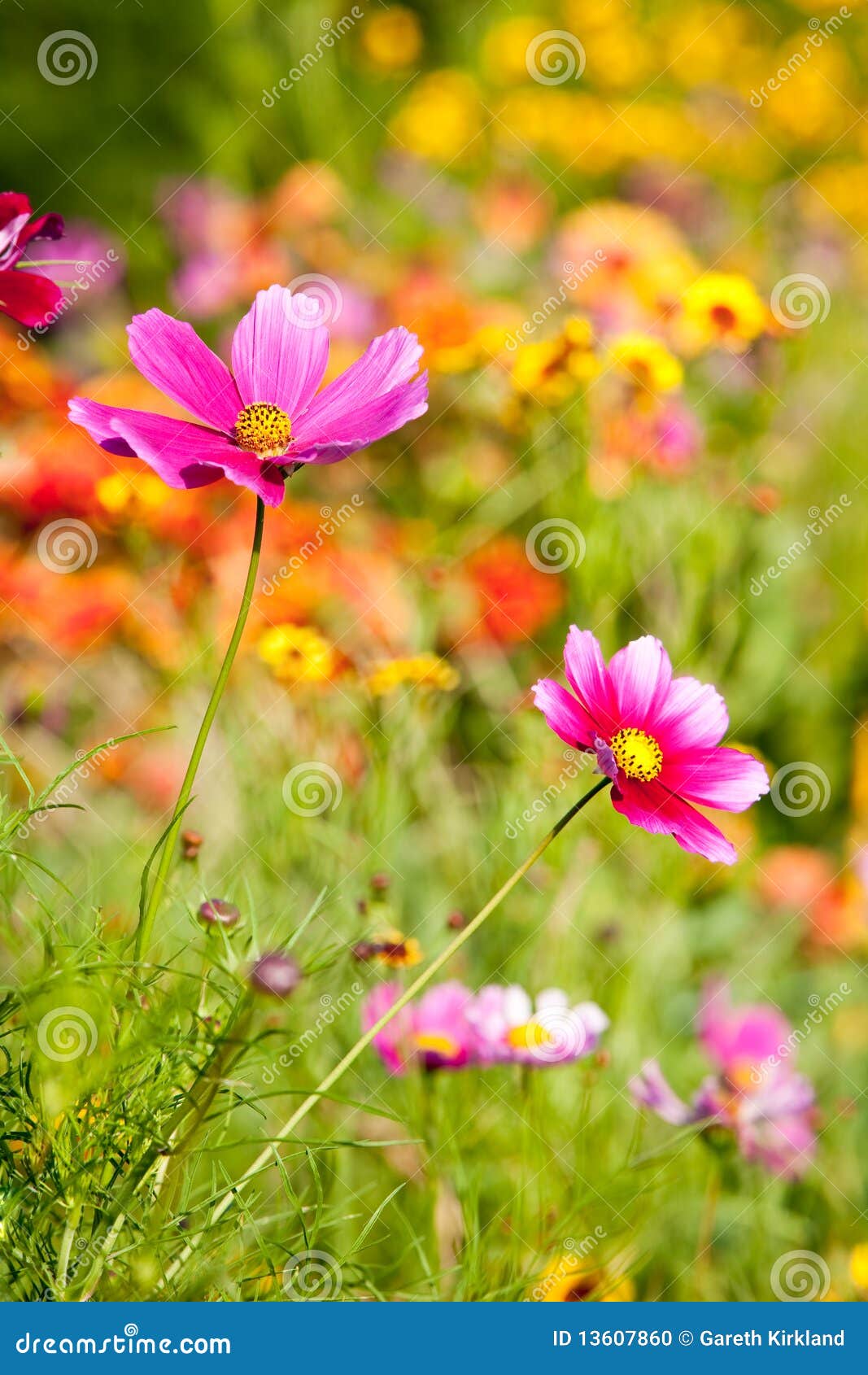 Colorful Cosmos. stock photo. Image of peaceful, sunny - 13607860