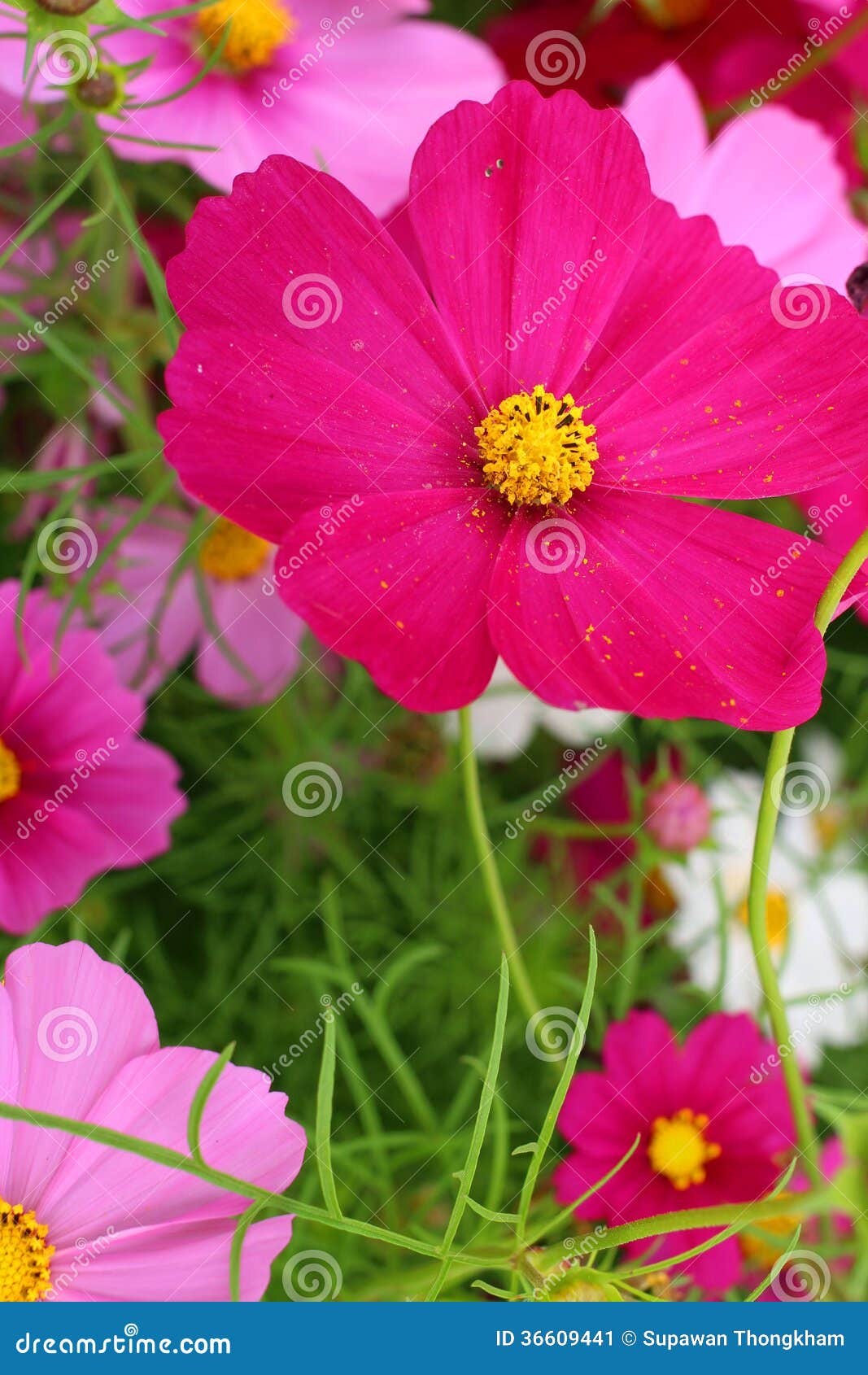 Colorful of cosmos flowers stock image. Image of transparent - 36609441