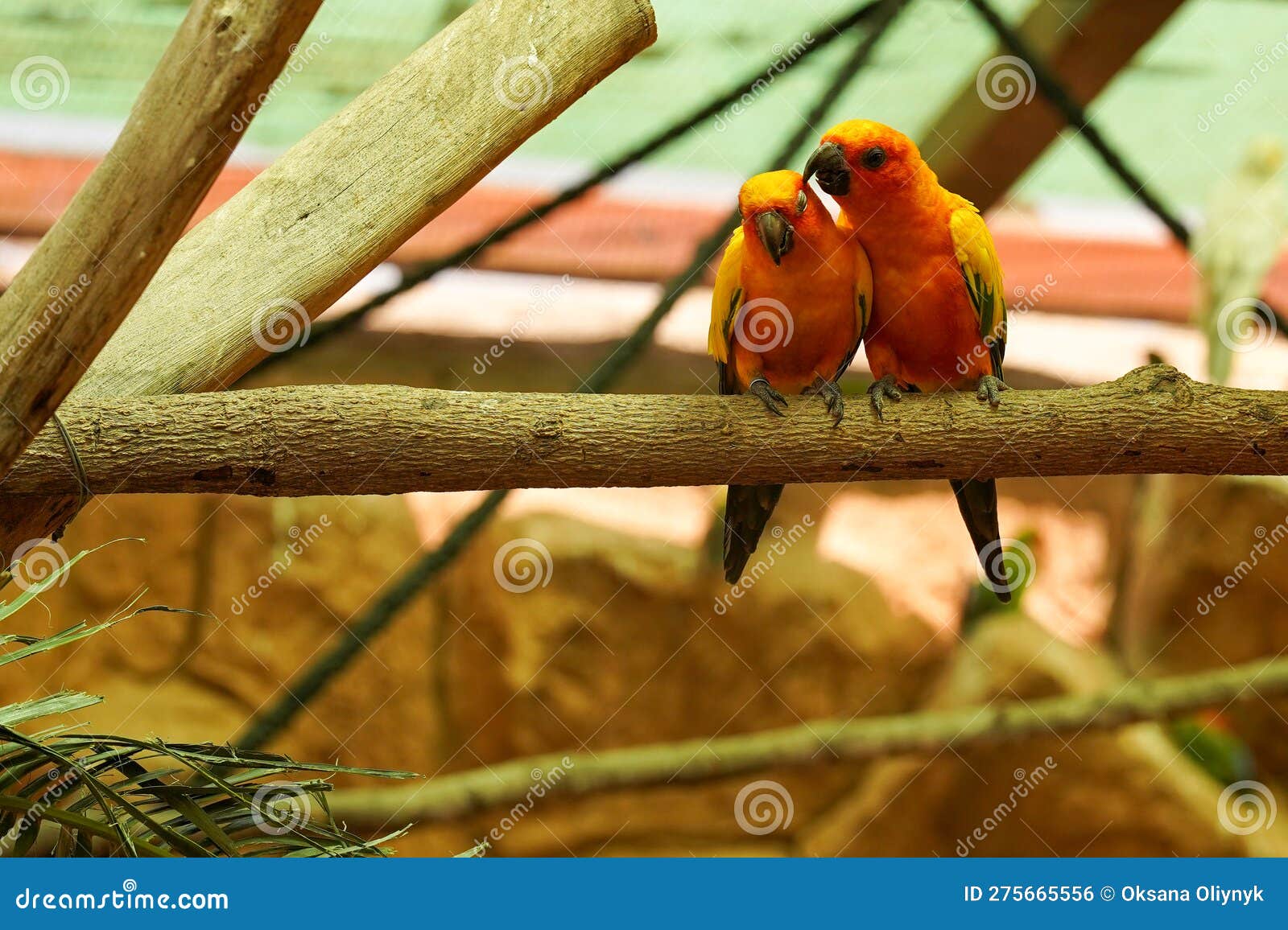 Colorful Couple of Parrots on Branch. Stock Photo - Image of small ...