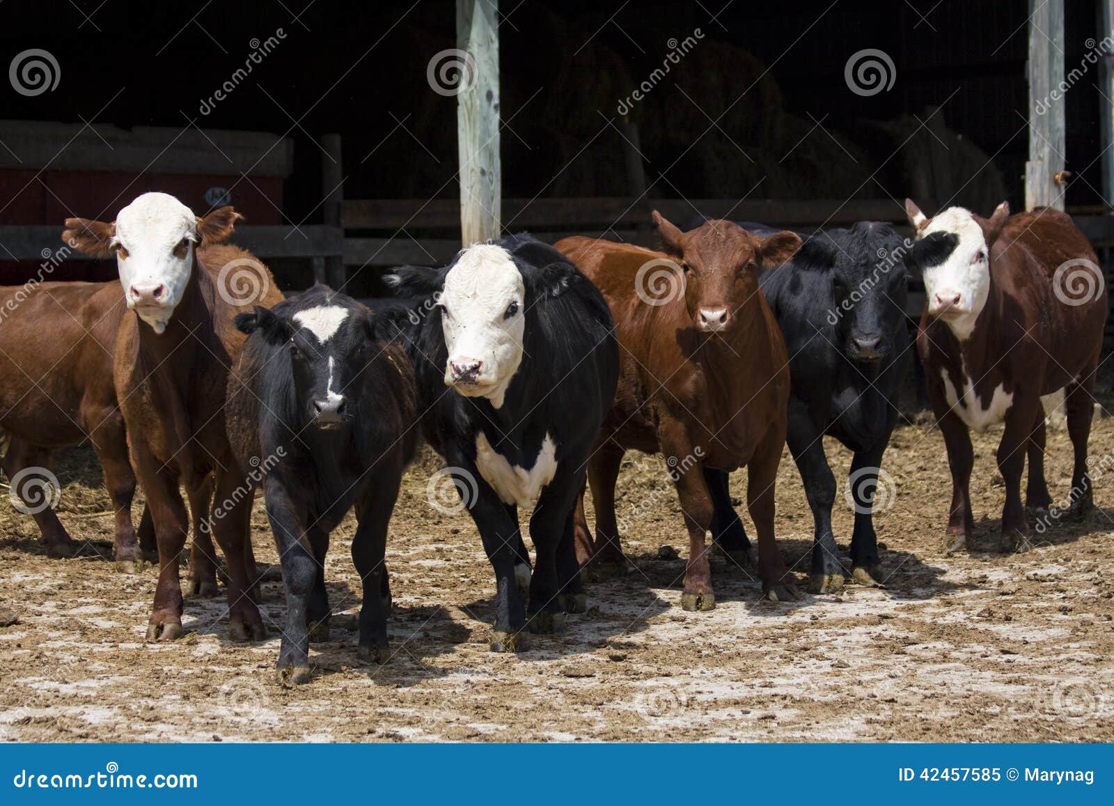 Colorful cows stock image. Image of beef, pets, agriculture - 42457585