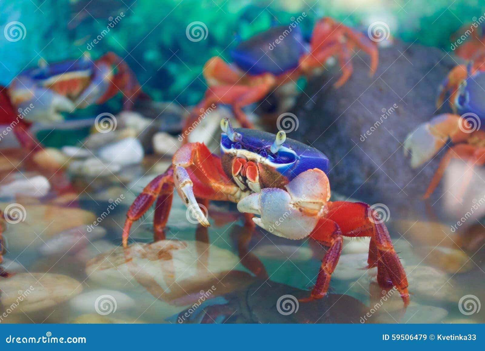 Colorful Crab in a Fish Tank Stock Image - Image of crustacean, detail ...