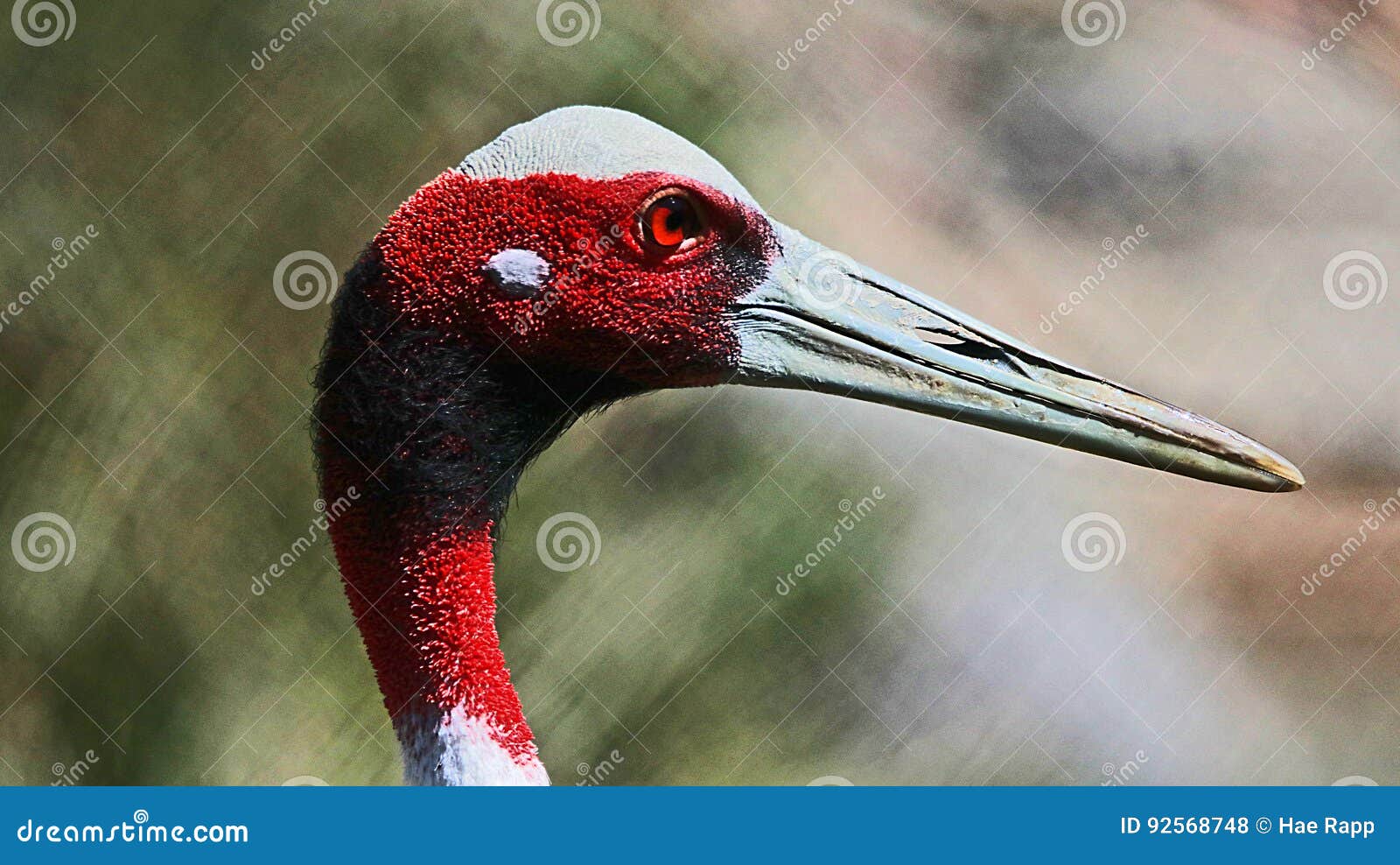 Colorful Crane stock photo. Image of headed, birds, bird - 92568748