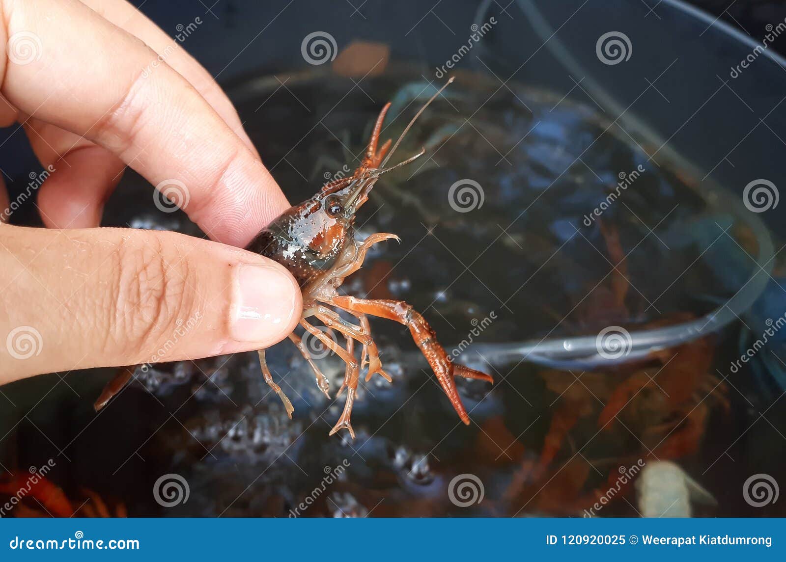 Crayfish stock image. Image of aquatic, aquarium, fishery - 120920025