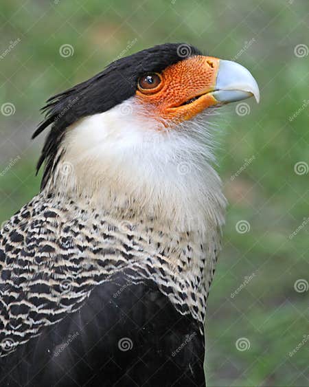 Colorful Creasted Caracara Hawk Stock Photo - Image of portrait ...
