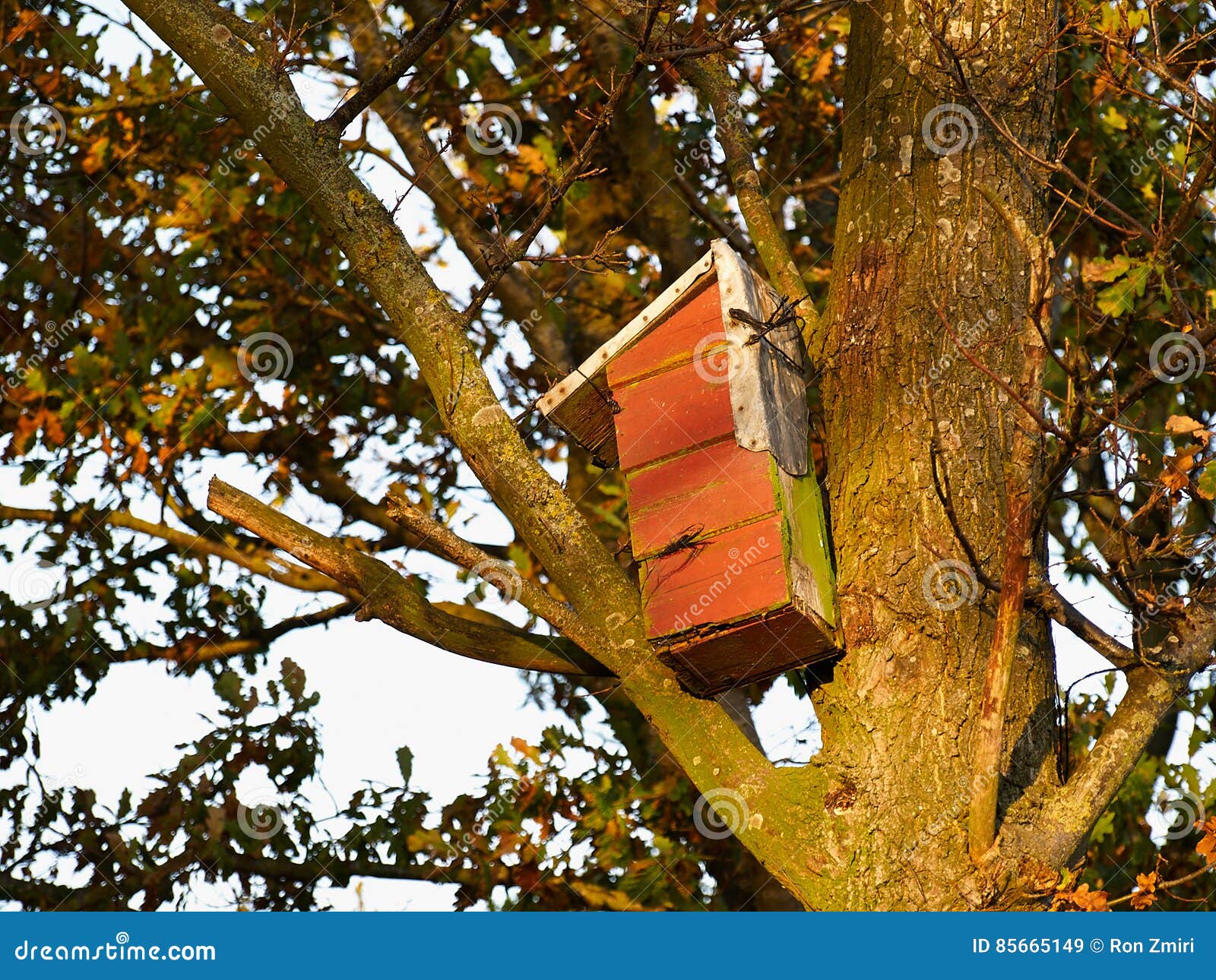 Colorful Creative Nesting Box Stock Image - Image of little, care: 85665149