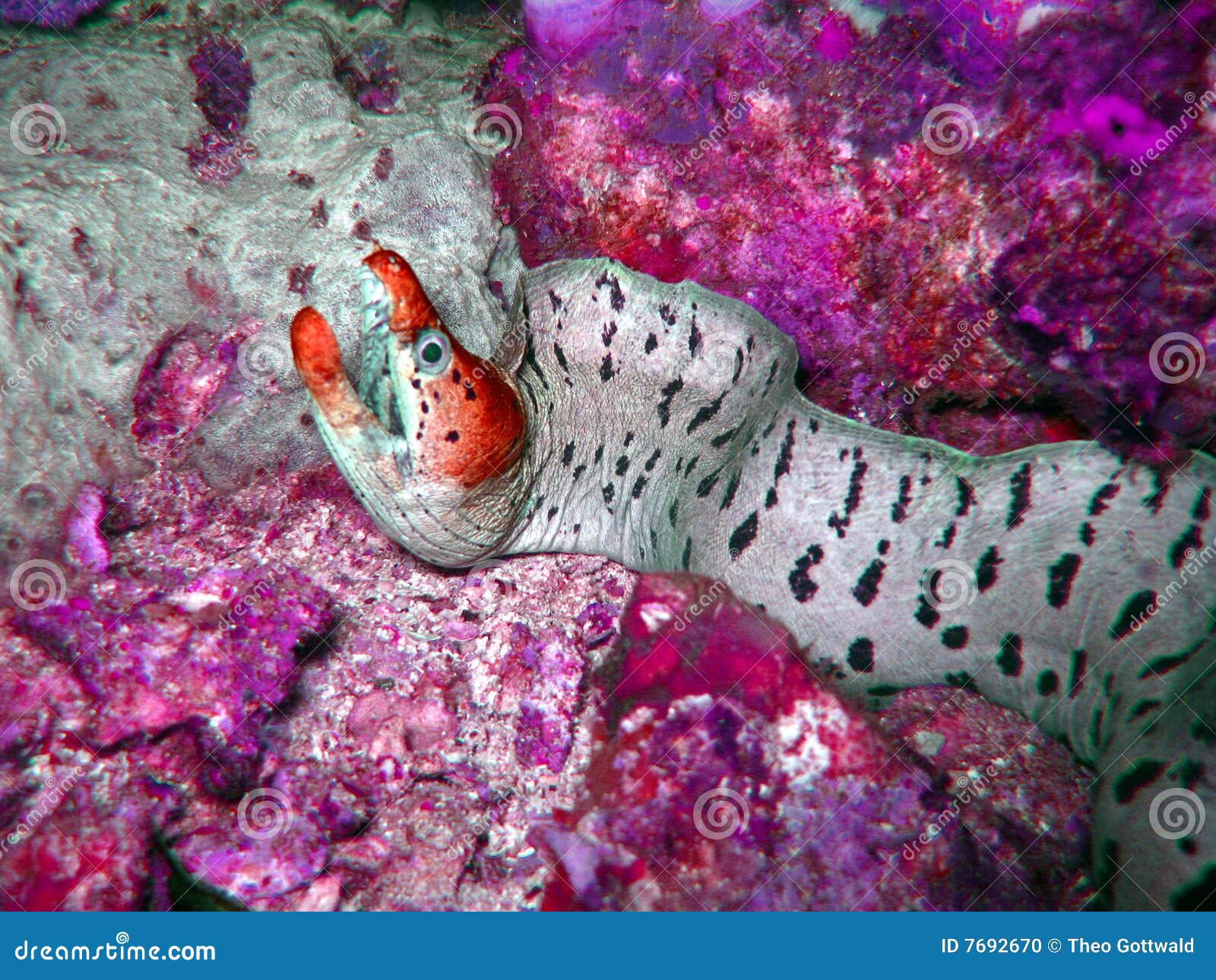 Colorful Creature stock photo. Image of colours, texture - 7692670