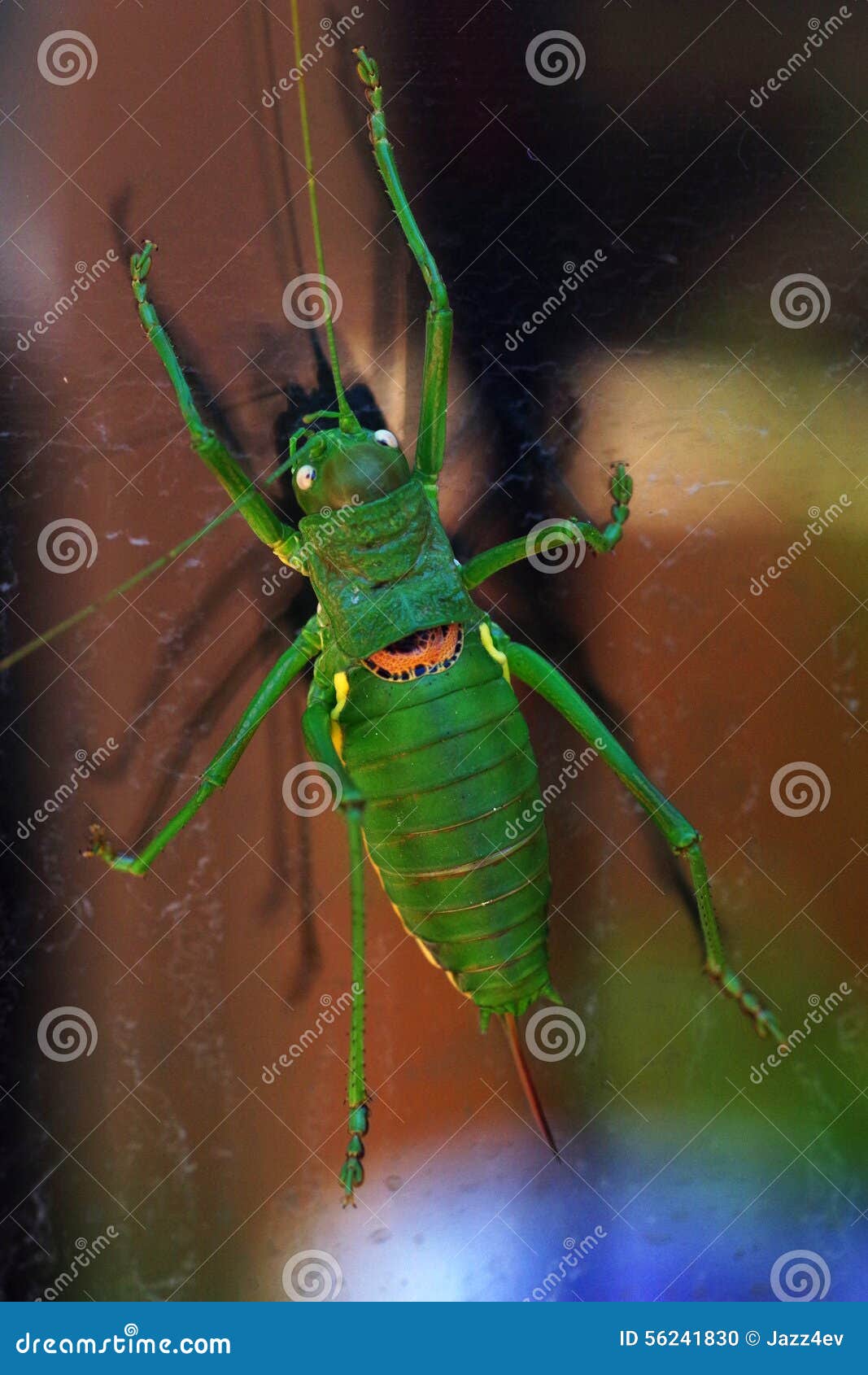 Colorful cricket stock photo. Image of colorful, hair - 56241830