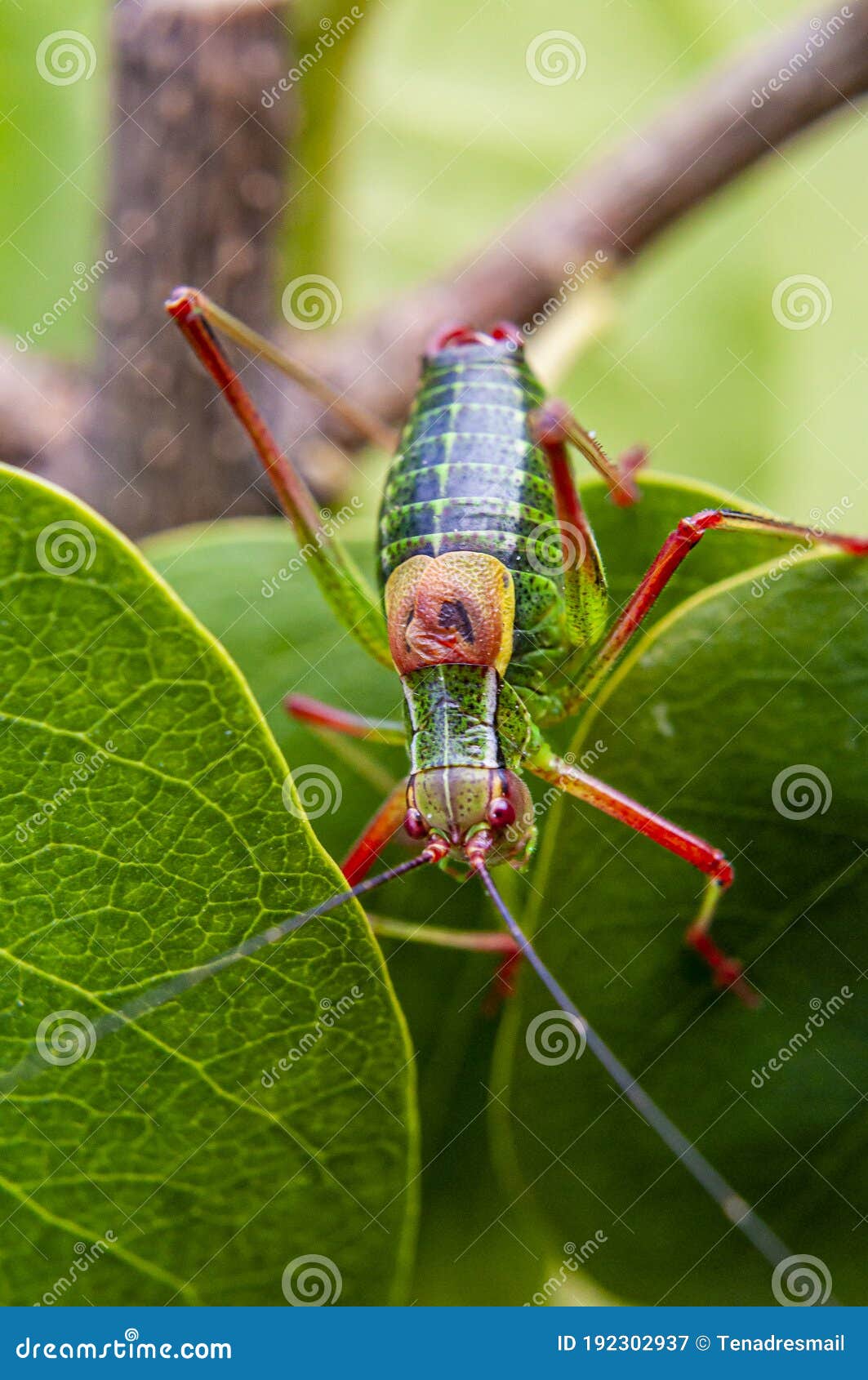 Colorful Cricket on the Leaf III Stock Image - Image of macro, closeup ...