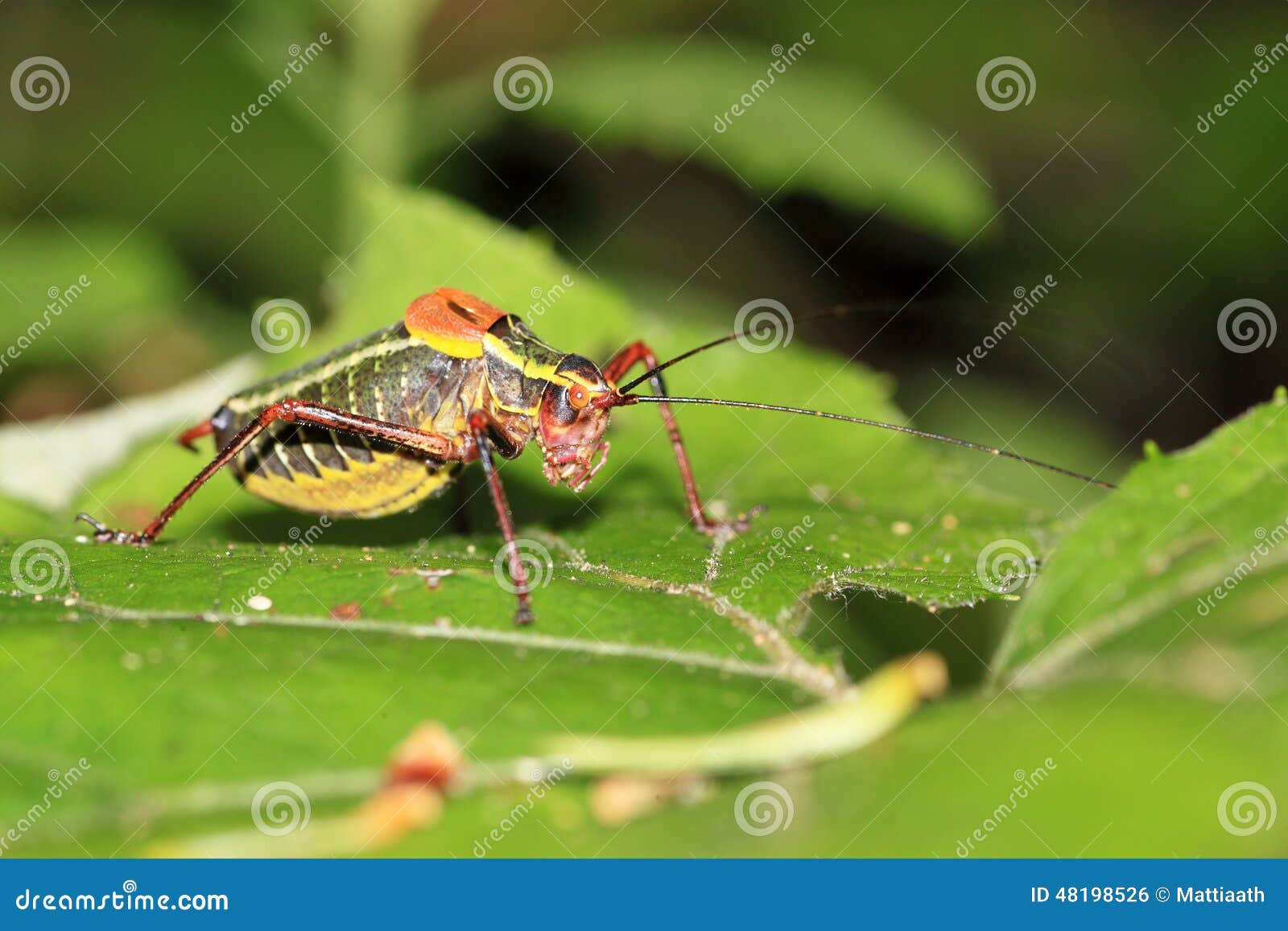 Colorful cricket on a leaf stock photo. Image of nocturnal - 48198526
