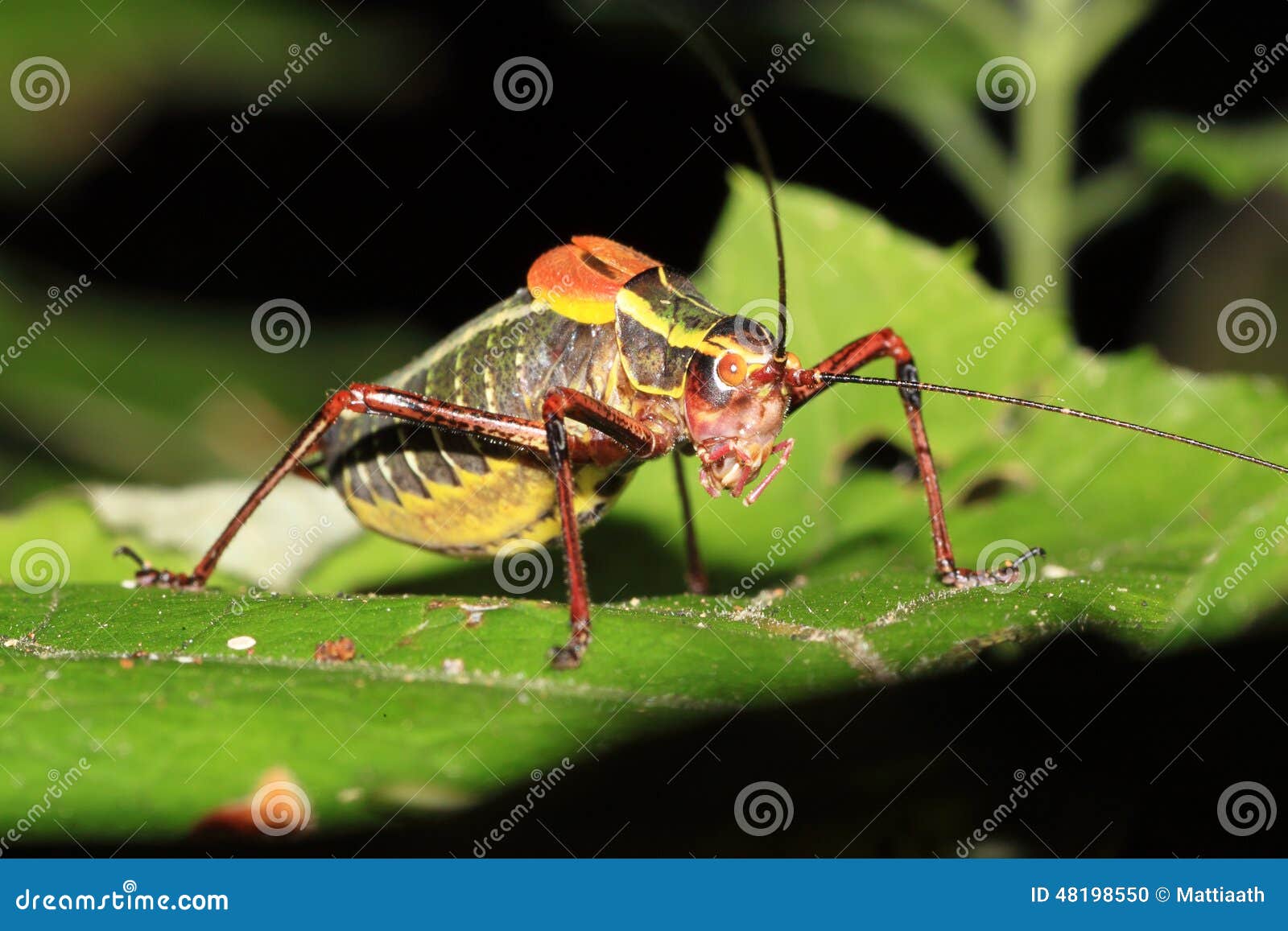 Colorful Cricket On The Leaf Stock Photography | CartoonDealer.com ...