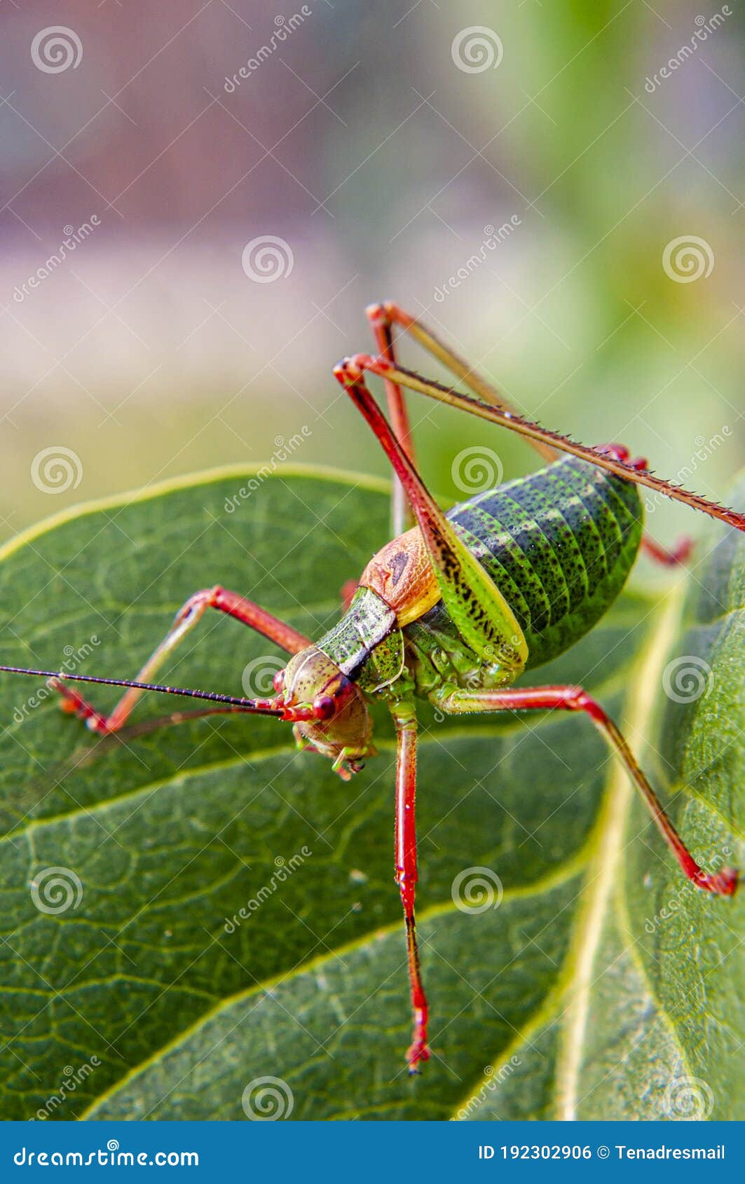 Colorful Cricket on the Leaf Stock Photo - Image of colorful, daylight ...