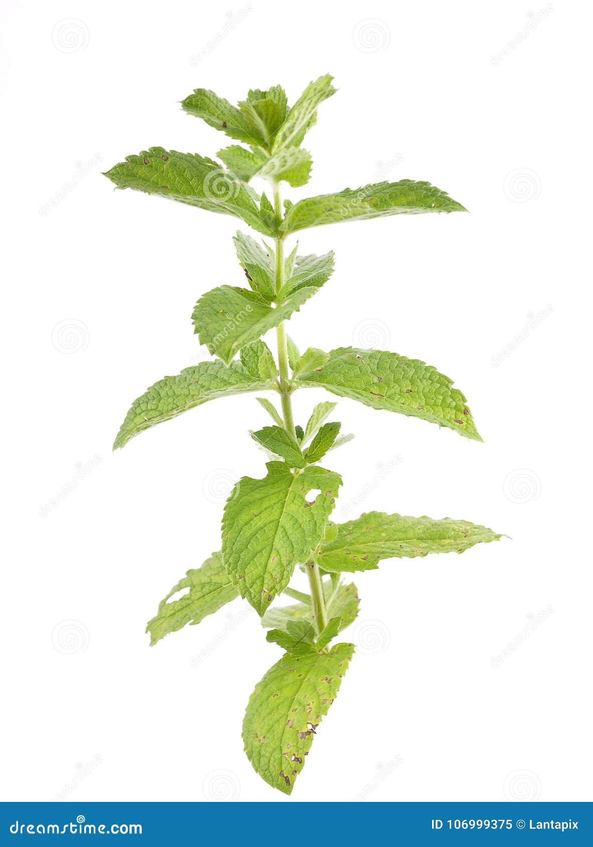Peppermint on White Background Stock Image - Image of peppermint ...